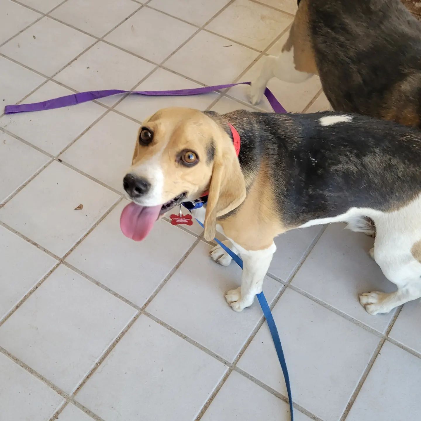 Dog for Adoption - Chert, a Beagle in Las Vegas, NV | Alpha Paw