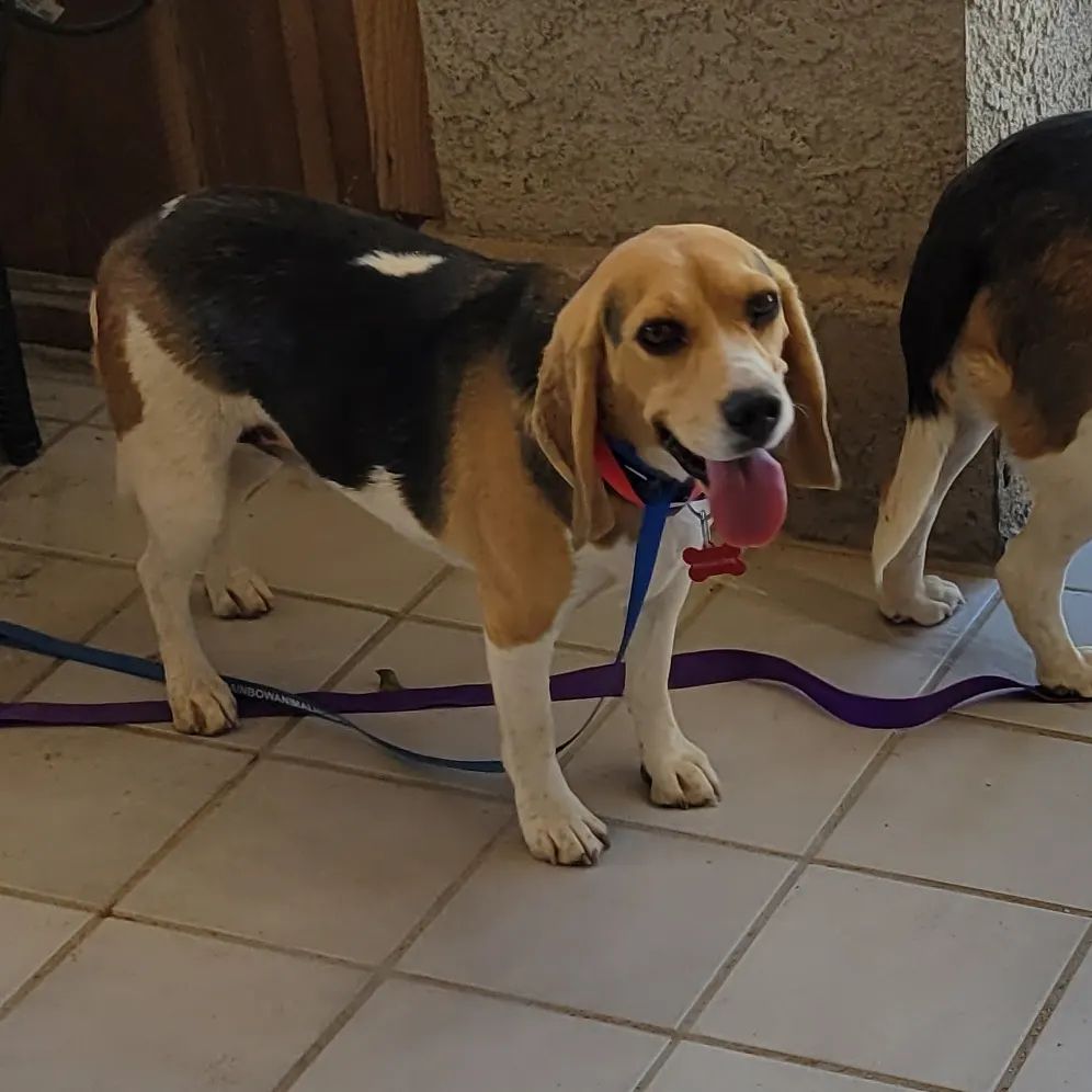 Dog for Adoption - Chert, a Beagle in Las Vegas, NV | Alpha Paw
