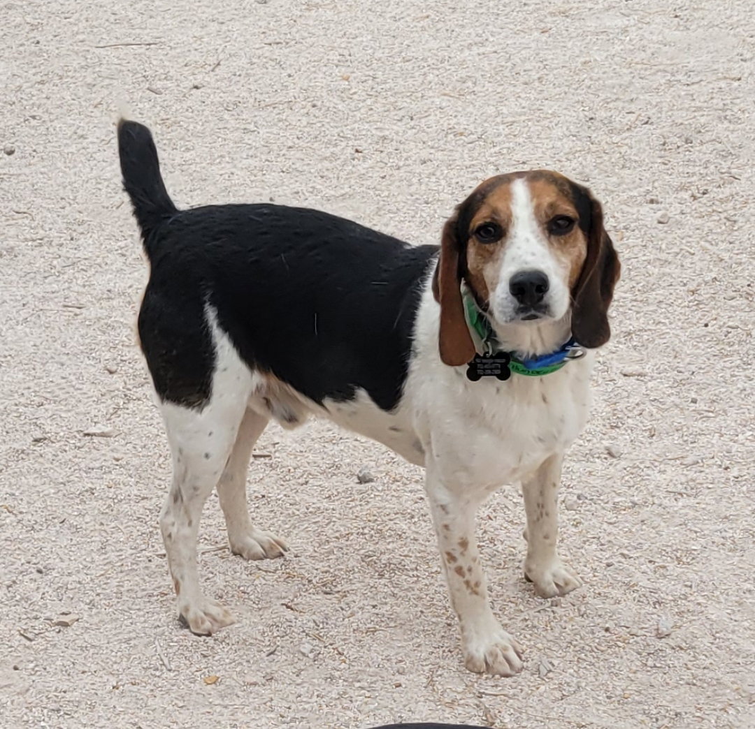 Dog for Adoption - Thunderbird (Thunder), a Beagle in Las Vegas, NV ...