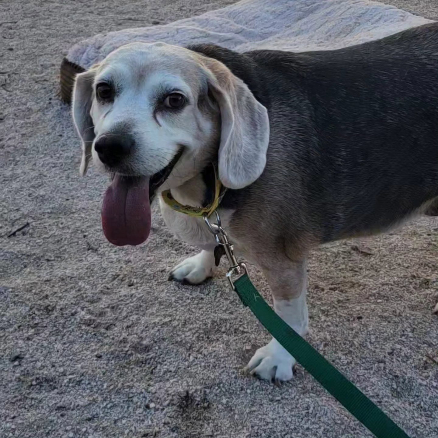Dog adoption in Las Vegas, NV 89183: Beagle Dog "Lazy Daisy"