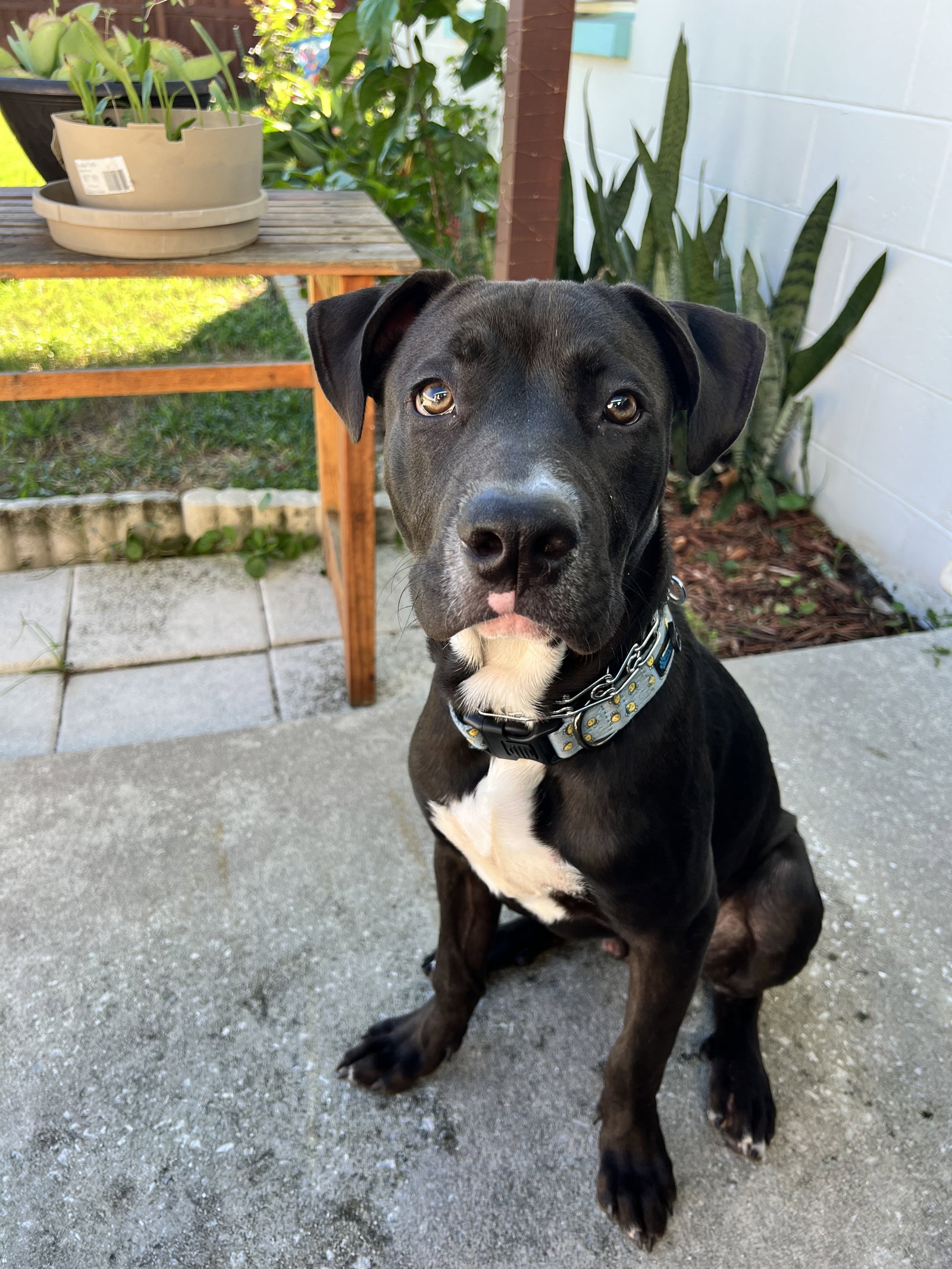 Dog for Adoption - Stanley, a Labrador Retriever in Hernando County, FL ...