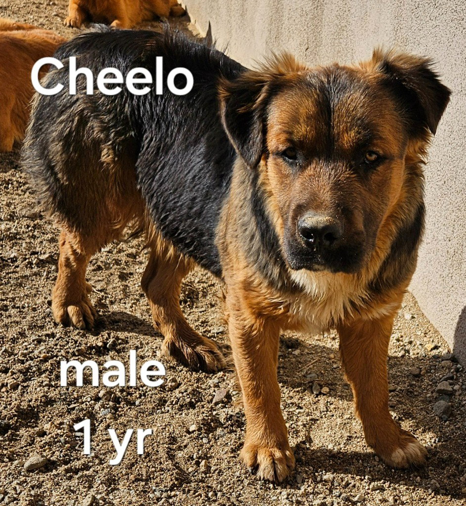 Dog for Adoption - Cheelo (CP) Adopt Me!, a Shepherd in Torrance, CA ...