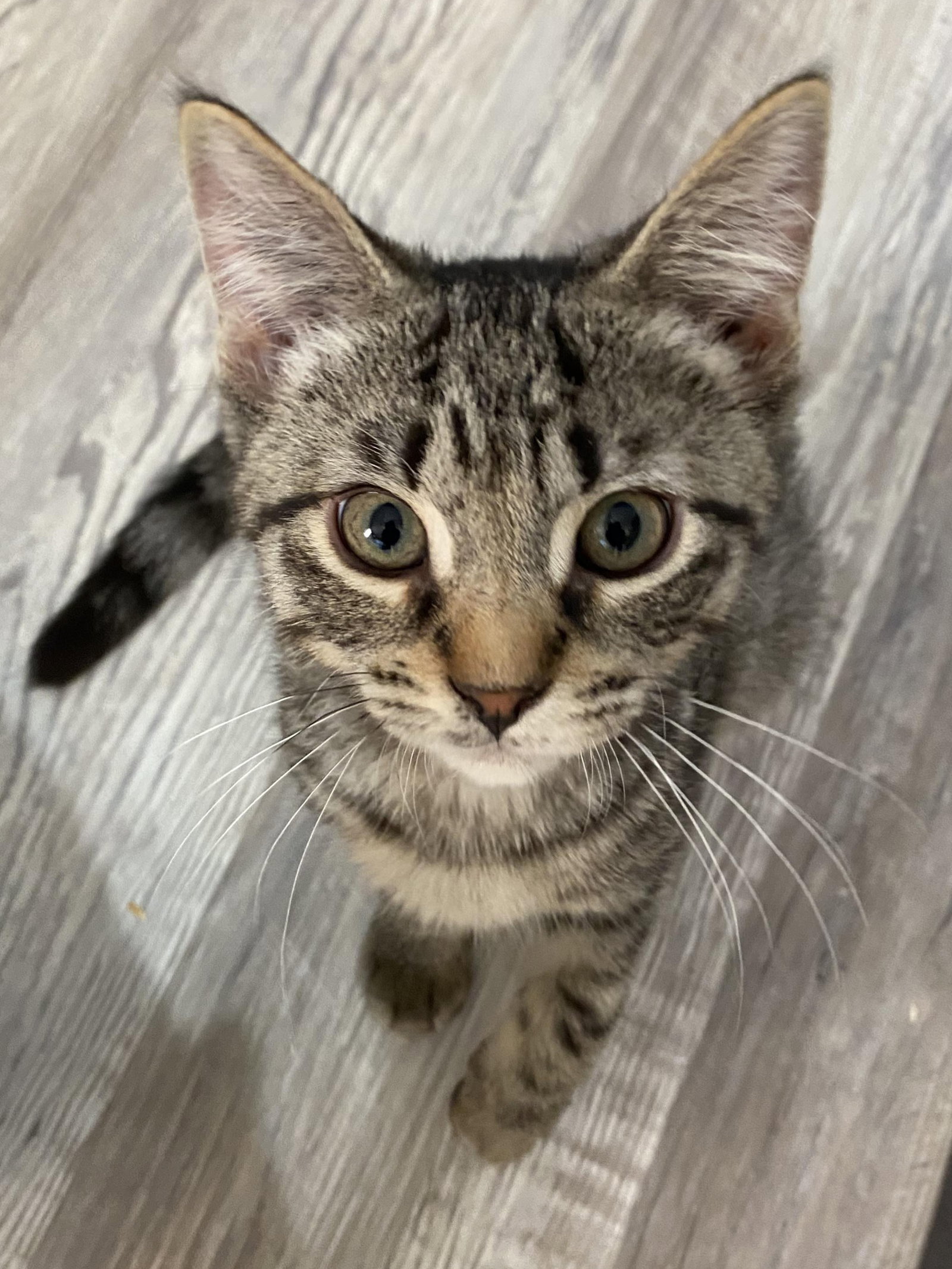Cats for Adoption in Hamilton Square, New Jersey | Alpha Paw
