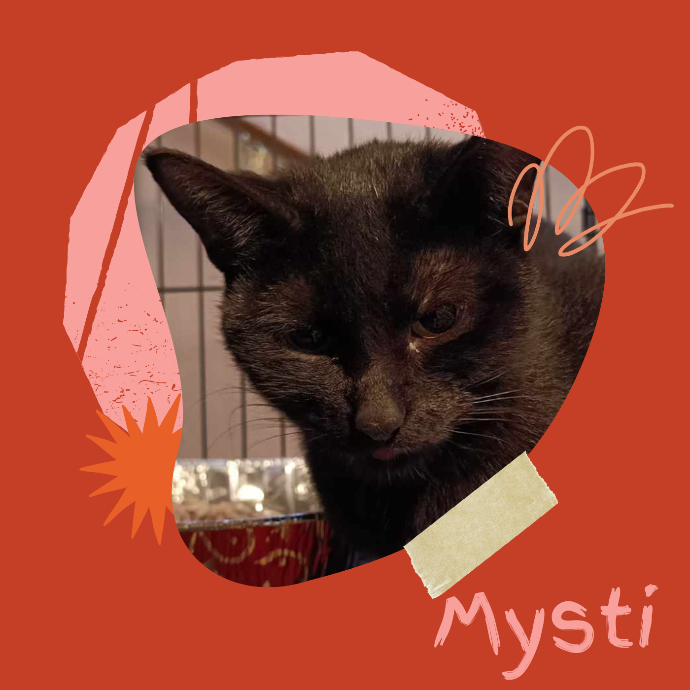 Cats for Adoption in Dover Base Housing, Delaware | Alpha Paw