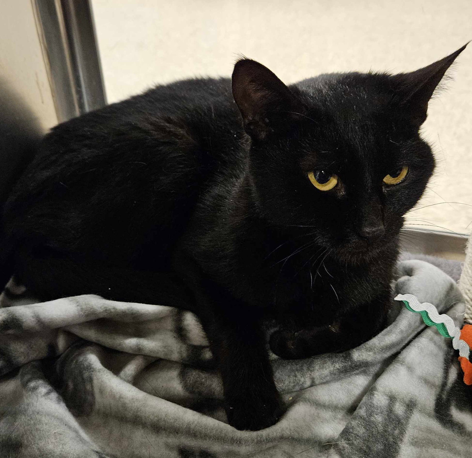 Cats for Adoption in Dover Base Housing, Delaware | Alpha Paw