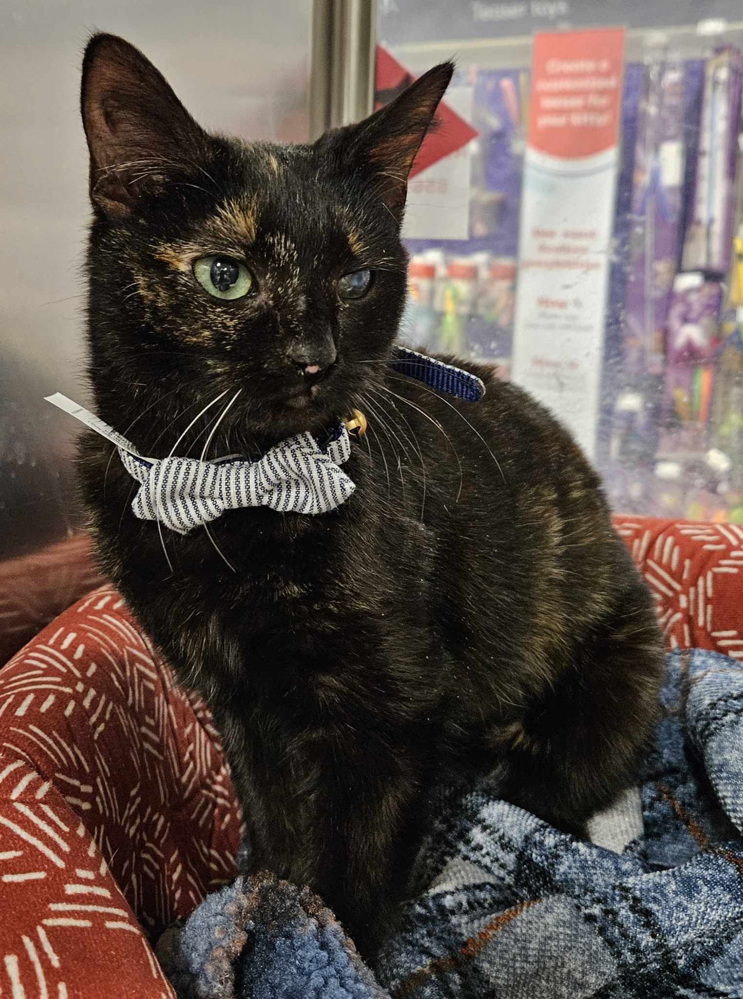 Cats for Adoption in Wilmington, Delaware | Alpha Paw