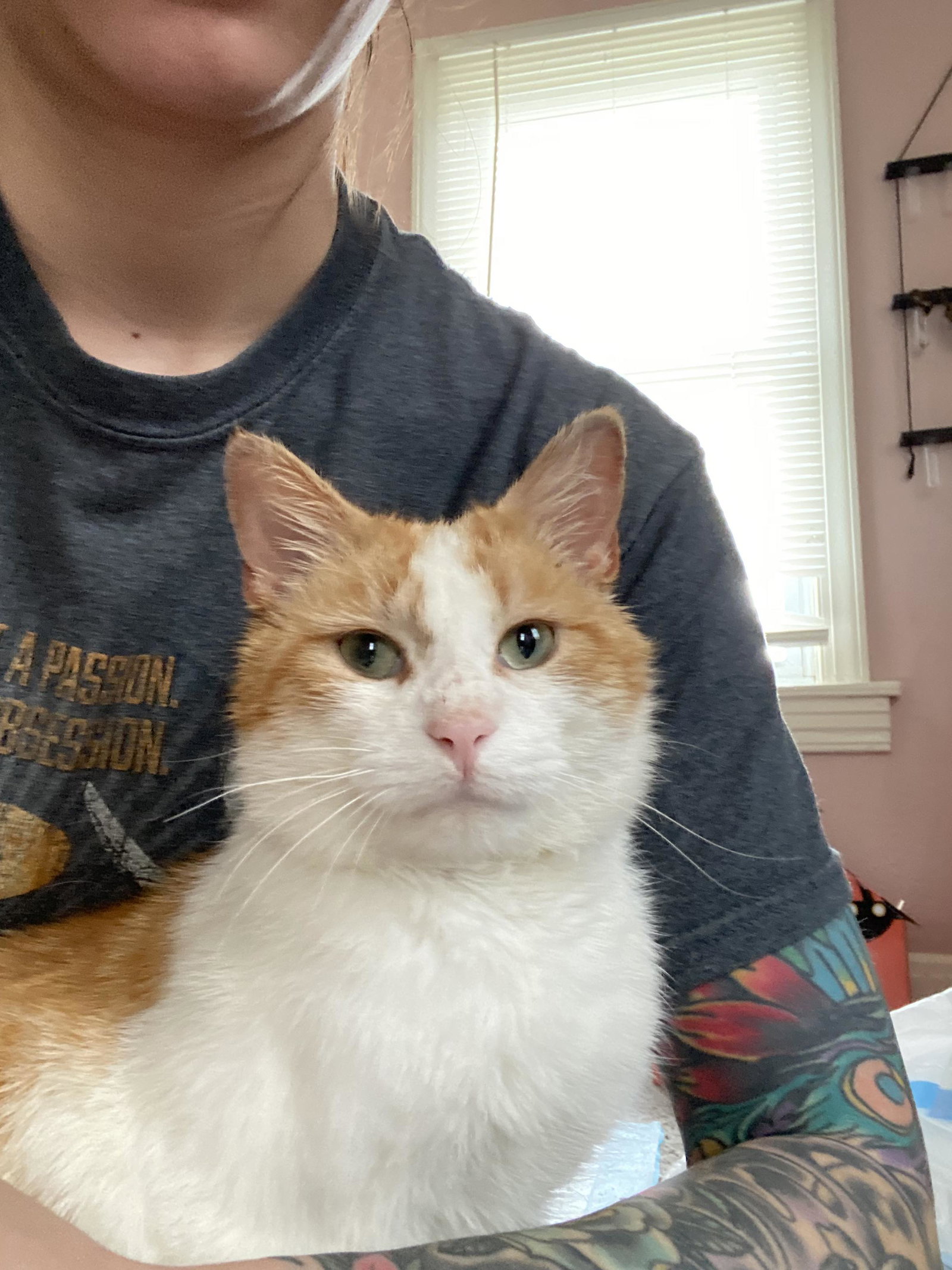 Cat adoption in Gibbstown, NJ 08027: Domestic Short Hair Cat "Petey"
