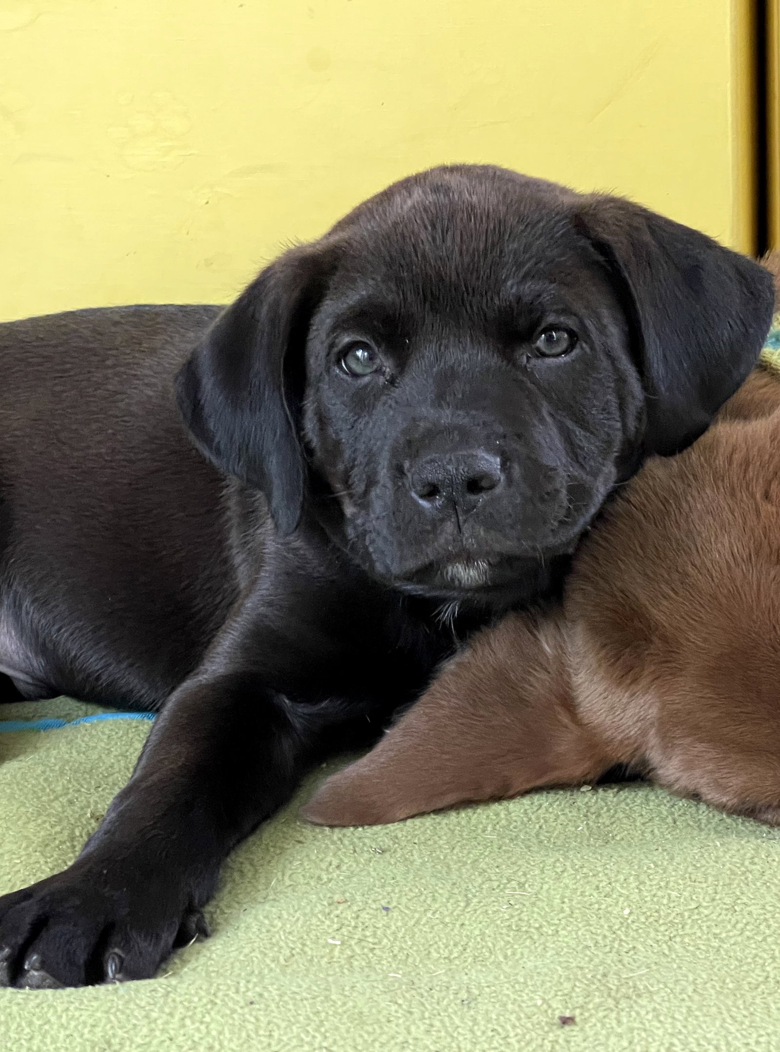Dog for Adoption - Bo, a Labrador Retriever in Vail, CO | Alpha Paw