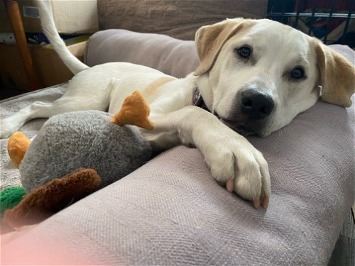 Dog for Adoption - Gravy, a Labrador Retriever in Denver, CO | Alpha Paw