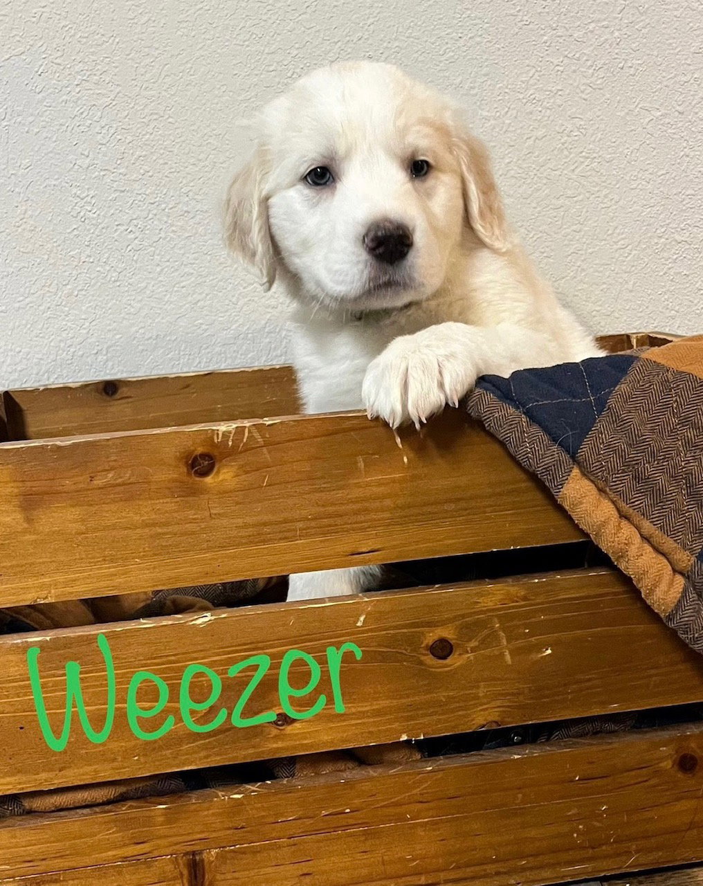 Dog for Adoption - Weezer, a Great Pyrenees in Frisco, CO | Alpha Paw