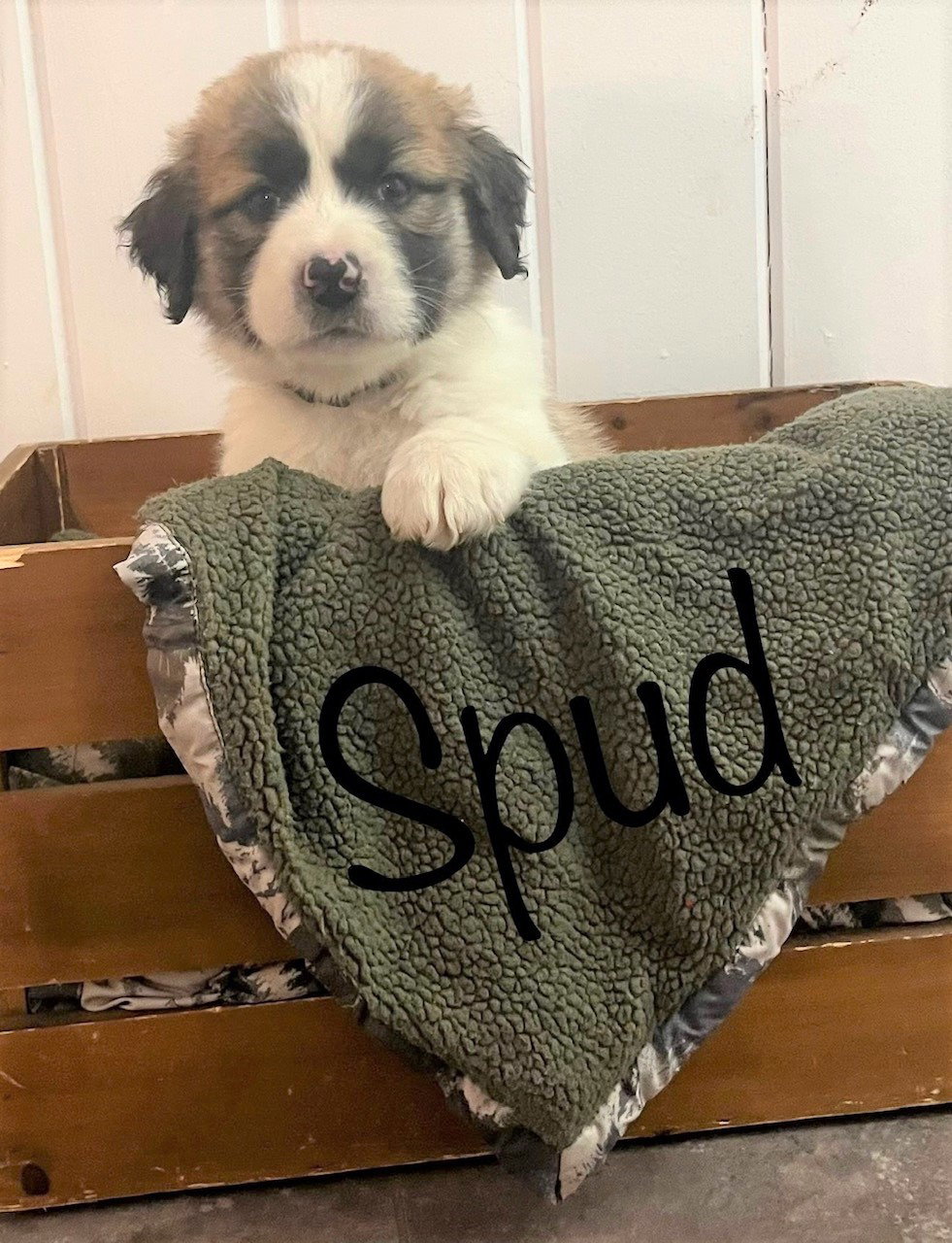 Dog for Adoption - Spud, a Great Pyrenees in Boulder, CO | Alpha Paw