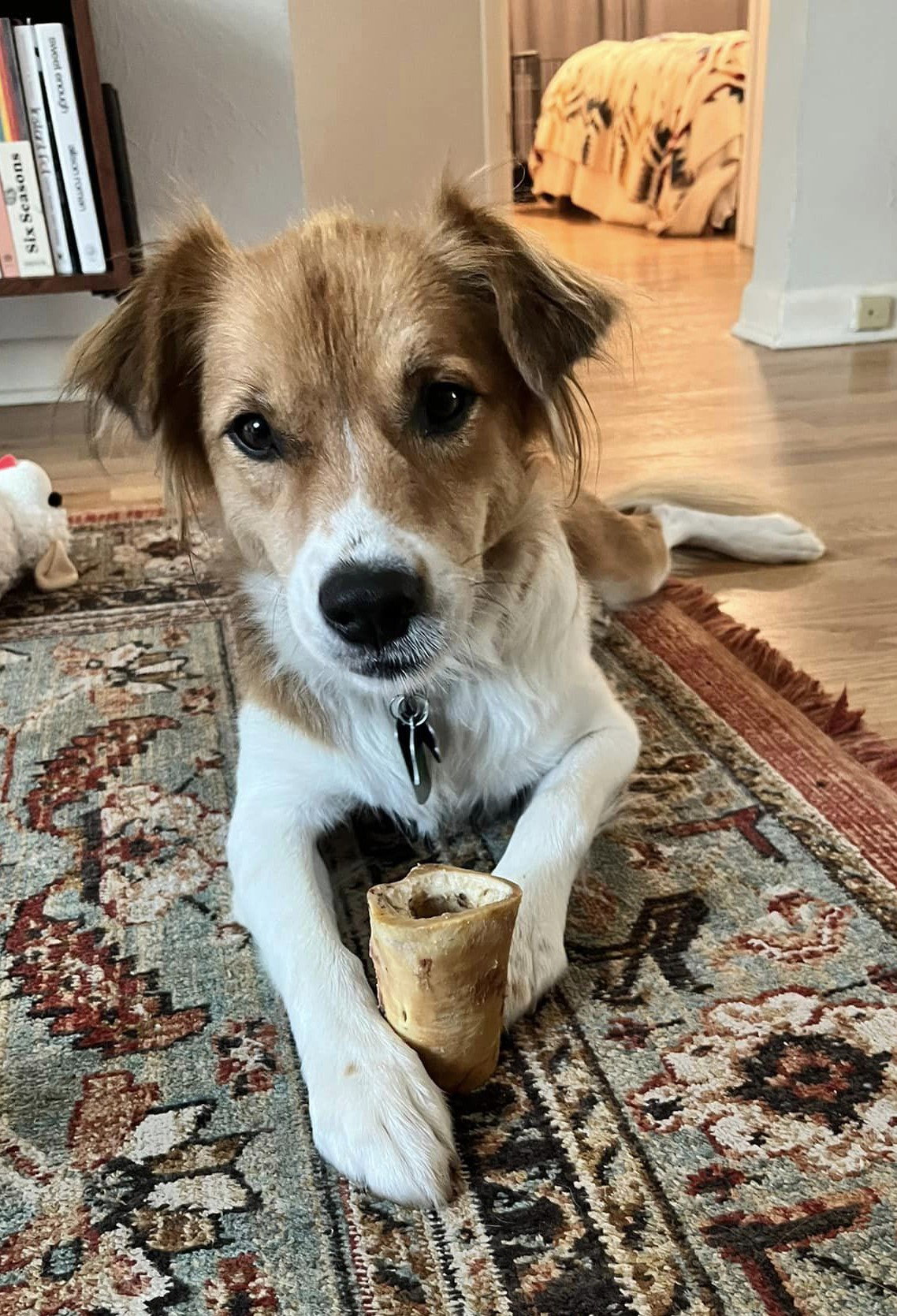 Dog for Adoption - Penny, a Border Collie in Granby, CO | Alpha Paw