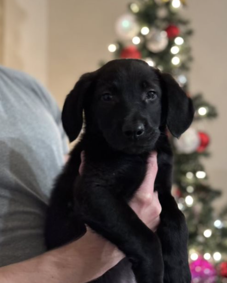 Dog for Adoption - Teardrop, a Labrador Retriever in Denver, CO | Alpha Paw