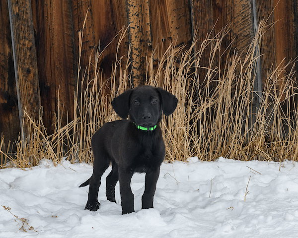 Dog for Adoption - Teardrop, a Labrador Retriever in Denver, CO | Alpha Paw