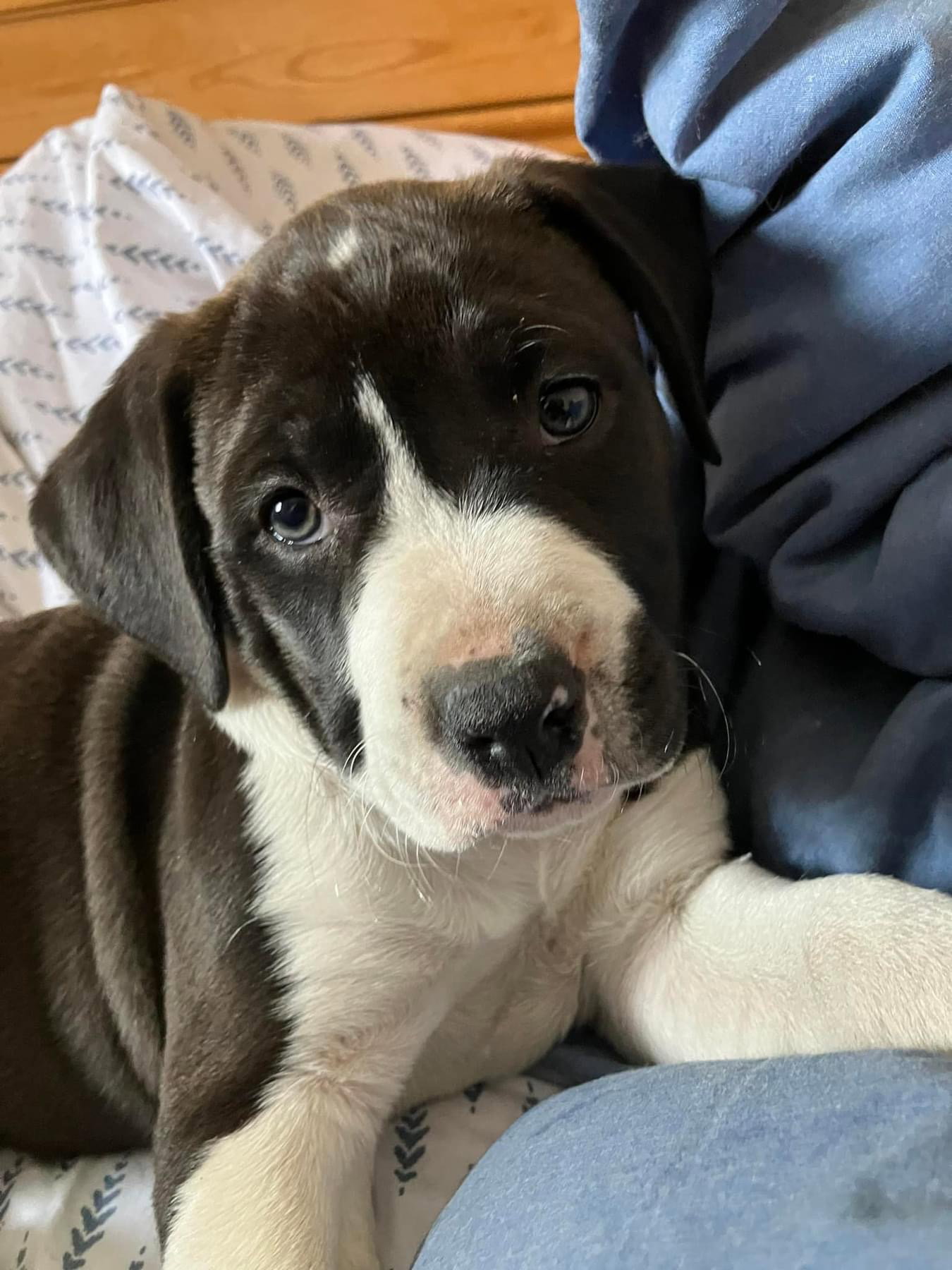Dog adoption in Steamboat Springs, CO 80487: Staffordshire Bull Terrier ...