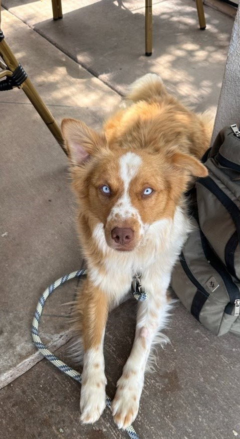 Dog for Adoption - Col Butters, a Australian Shepherd in Fairplay, CO ...