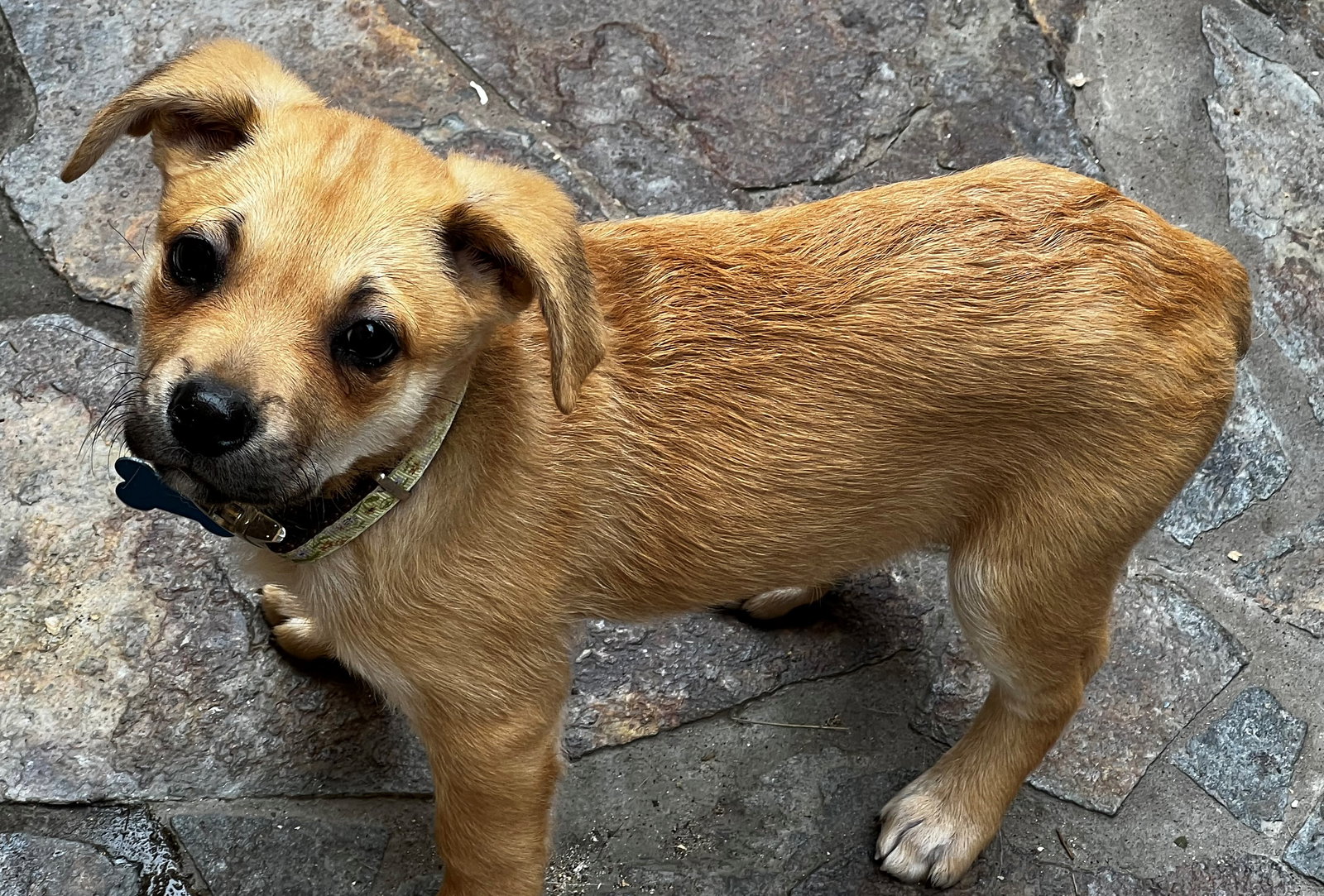 Dog for Adoption - DOVER, a Labrador Retriever in Poway, CA | Alpha Paw