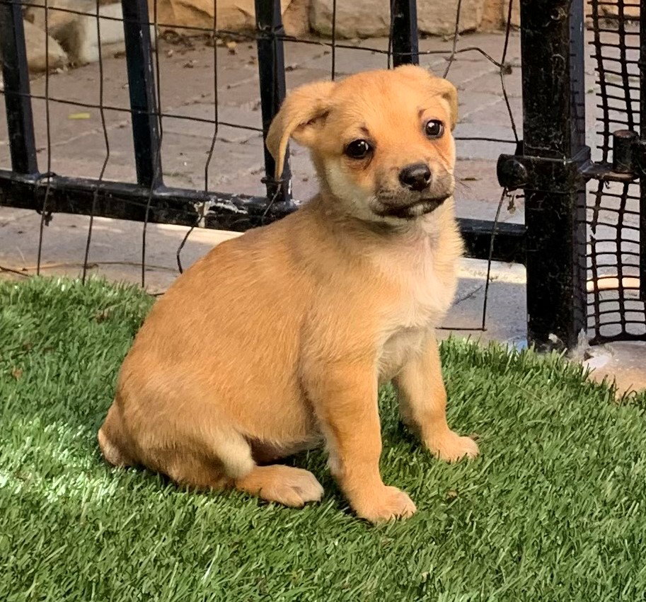Dog for Adoption - DOVER, a Labrador Retriever in Poway, CA | Alpha Paw