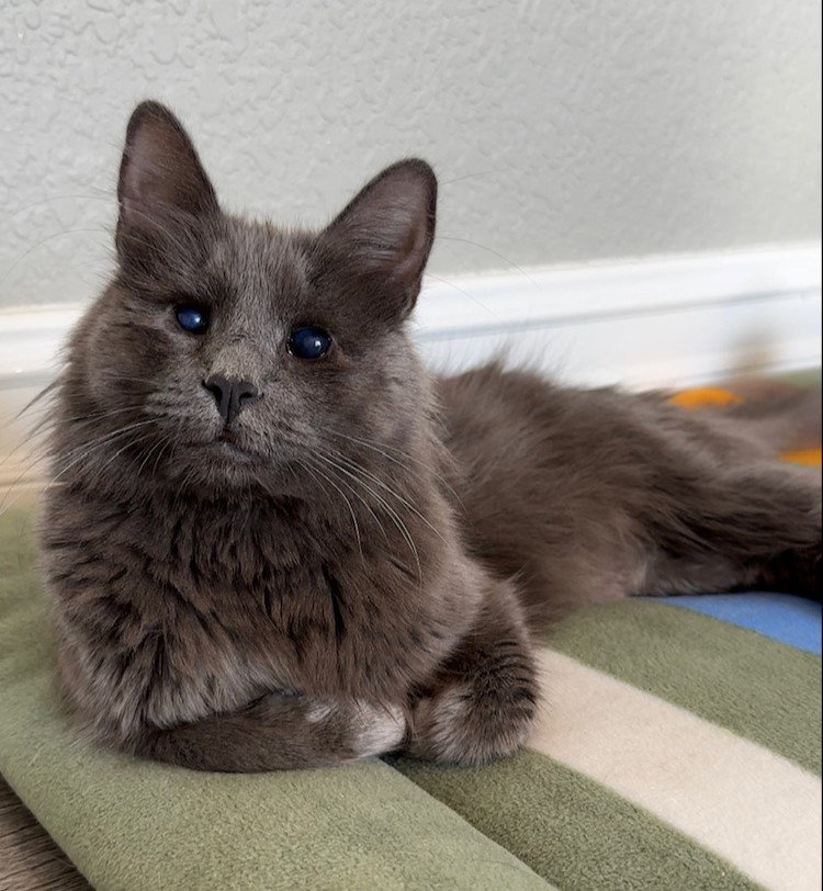 Cats for Adoption in Alpine, California | Alpha Paw