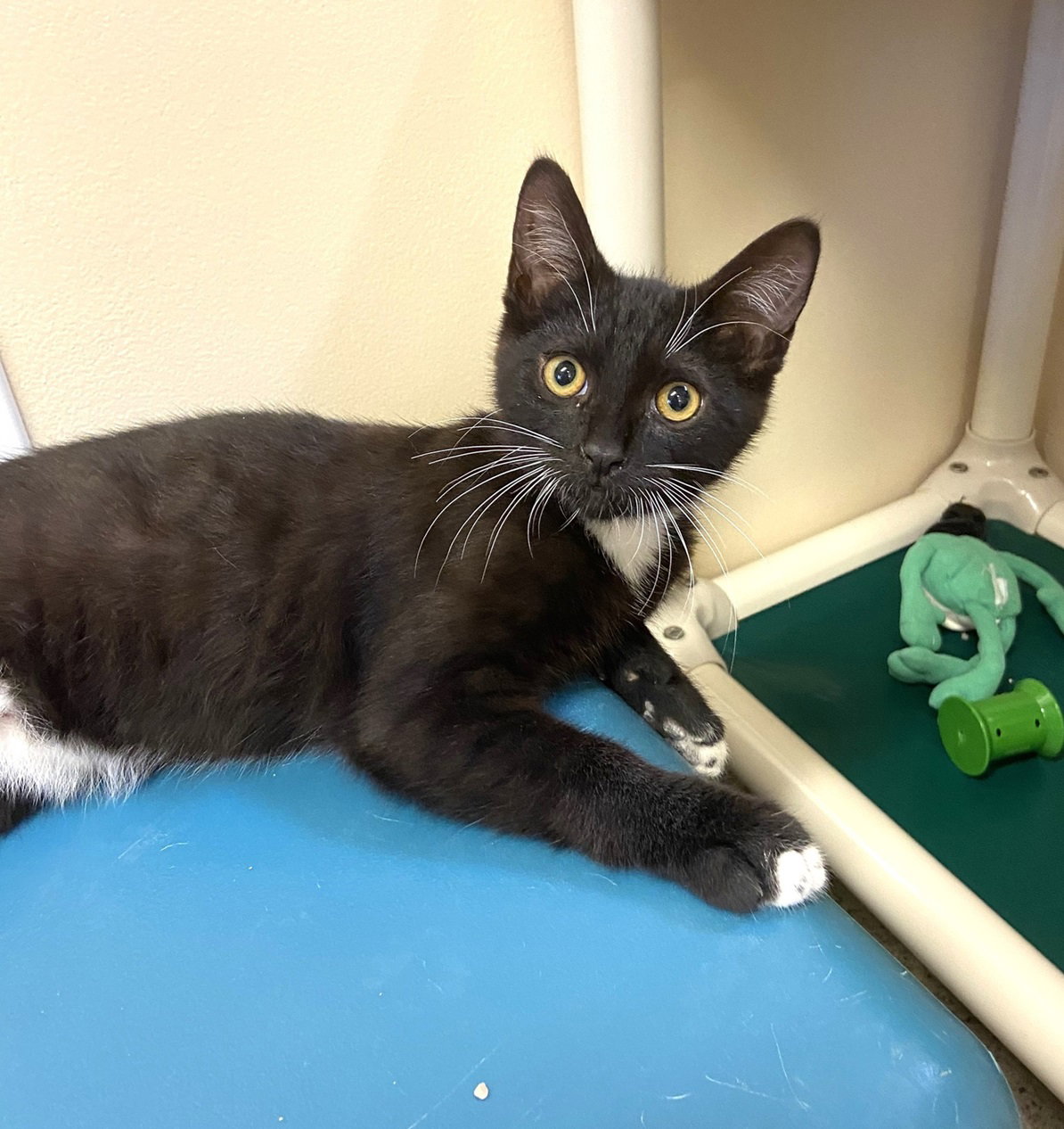 Cat adoption in Seal Beach, CA 90740: Domestic Short Hair / Mixed ...