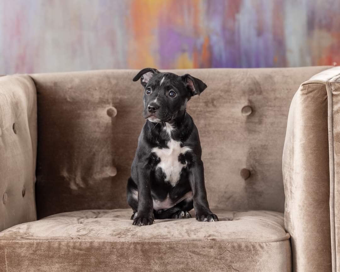 Dog for Adoption - Yip, a Pit Bull Terrier in Gifford, IL | Alpha Paw