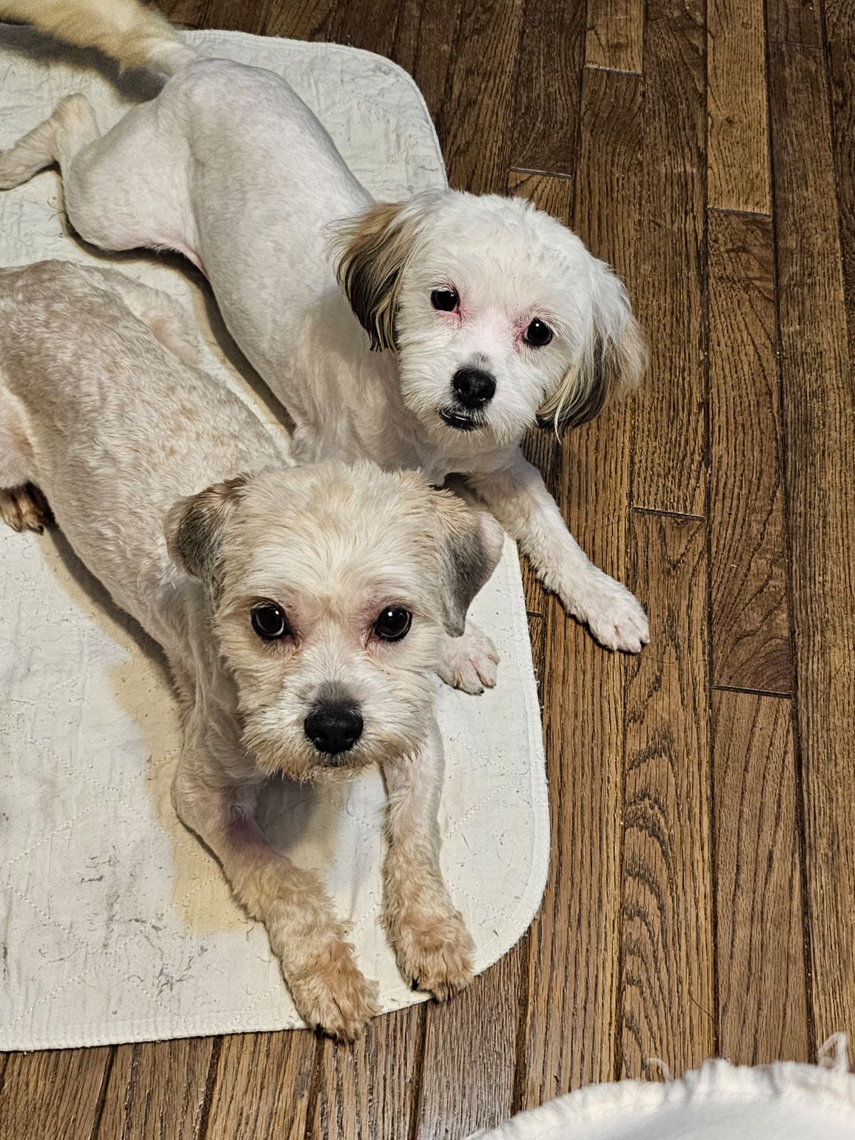 Dog for Adoption - May & June, a Shih Tzu in Dyer, IN | Alpha Paw