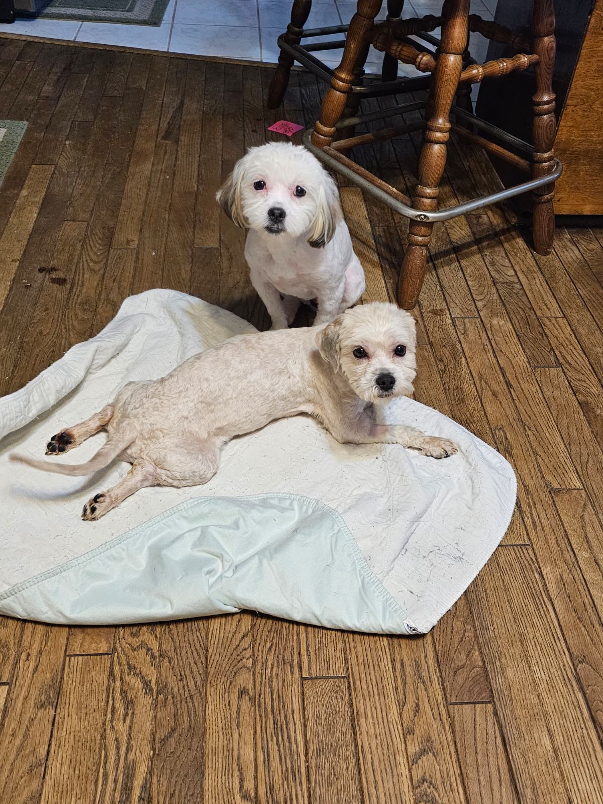 Dog for Adoption - May & June, a Shih Tzu in Dyer, IN | Alpha Paw
