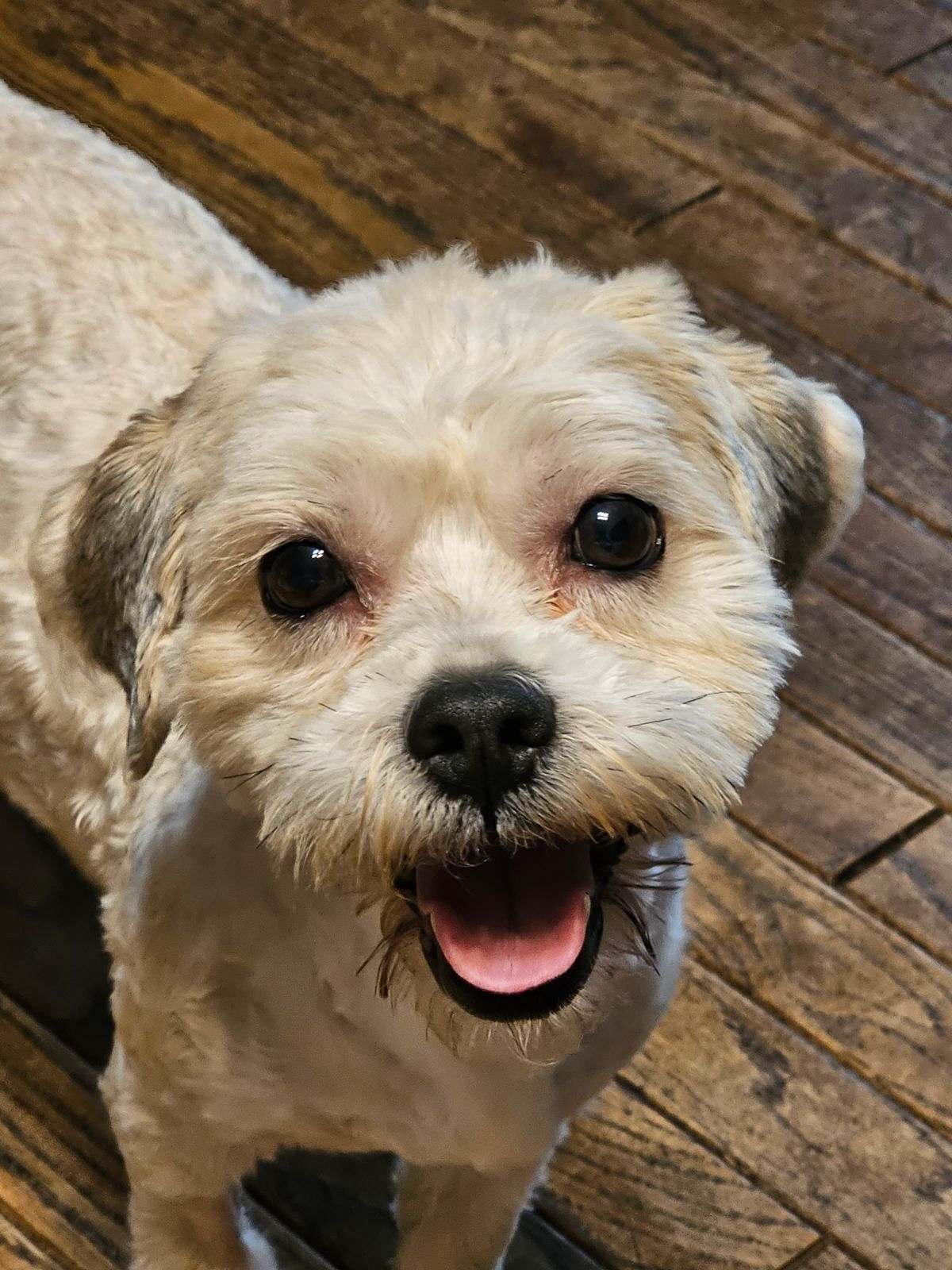 Dog for Adoption - May & June, a Shih Tzu in Dyer, IN | Alpha Paw