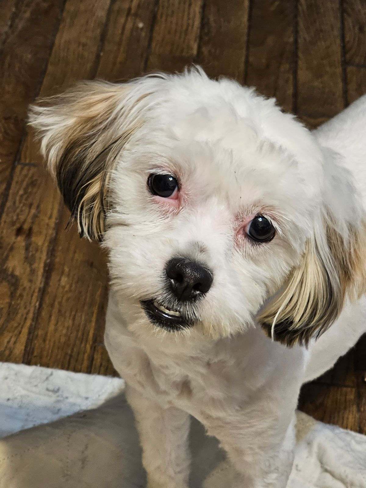 Dog for Adoption - May & June, a Shih Tzu in Dyer, IN | Alpha Paw