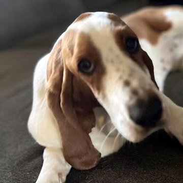 Dog for Adoption - GYPSY, a Basset Hound in Mays Landing, NJ | Alpha Paw
