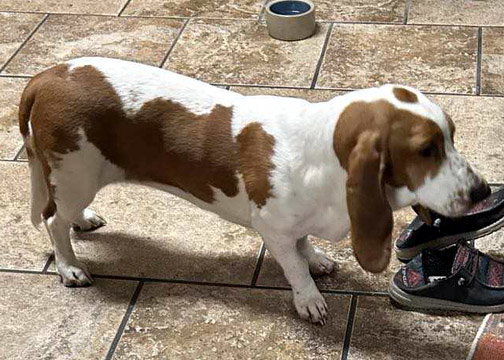 Dog for Adoption - GYPSY - ADOPTION PENDING!, a Basset Hound in Mays ...