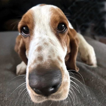 Dog for Adoption - GYPSY - ADOPTION PENDING!, a Basset Hound in Mays ...