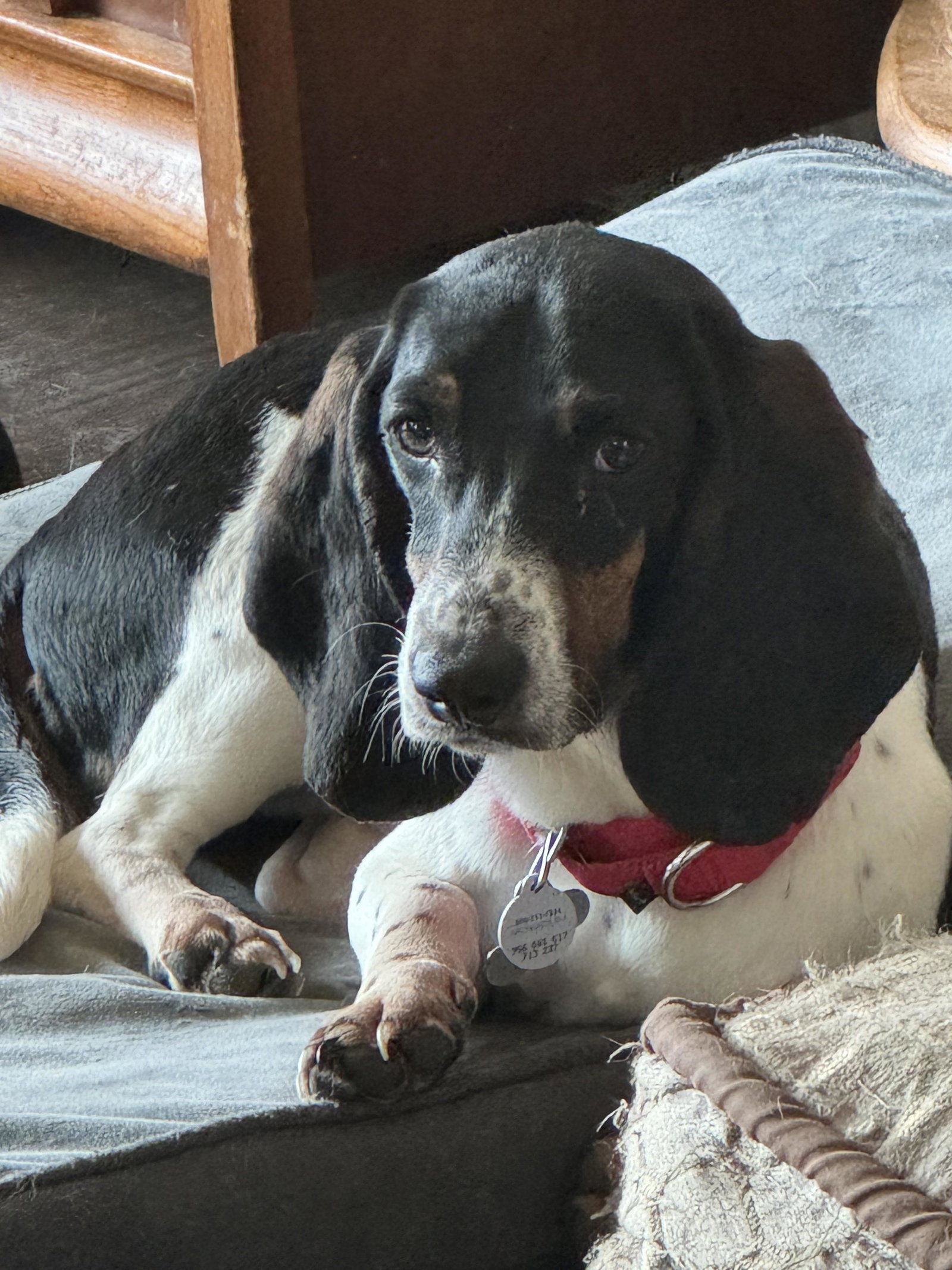 Dog adoption in Deepwater, NJ 08023: Basset Hound Dog "GUY "BLACKIE""