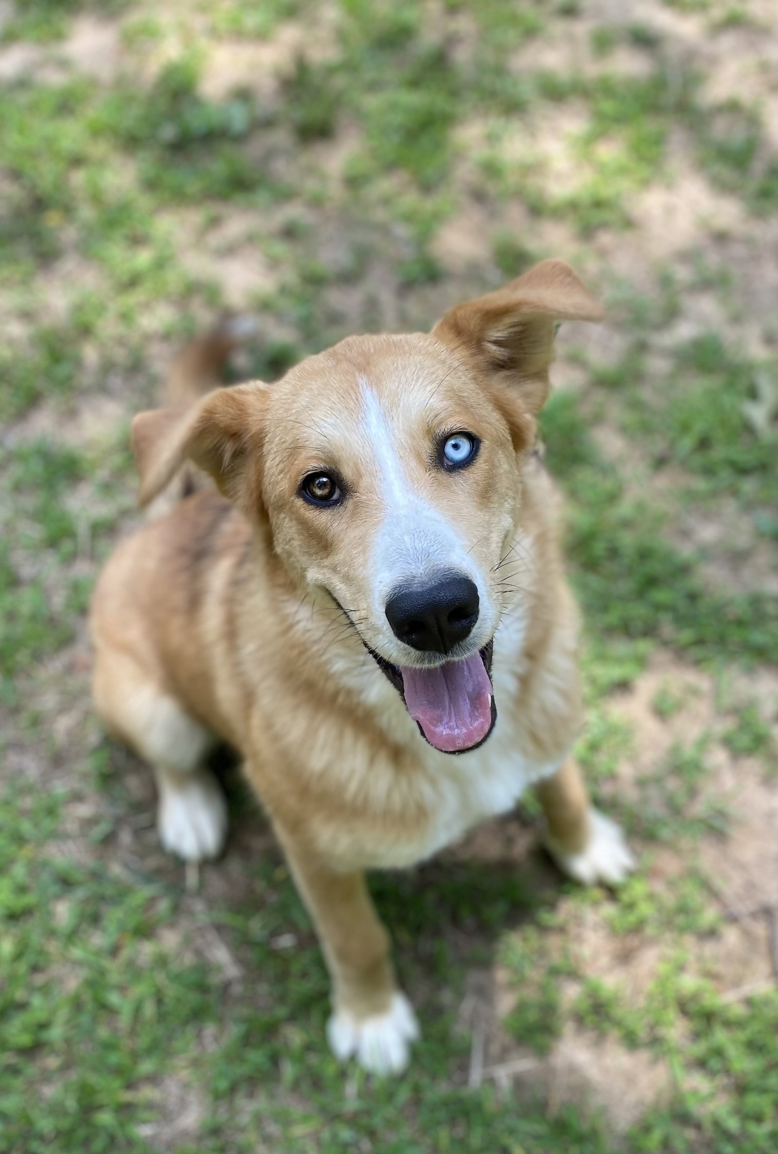 Dog for Adoption - Gabrielle, a German Shepherd Dog in Lake Tansi, TN ...