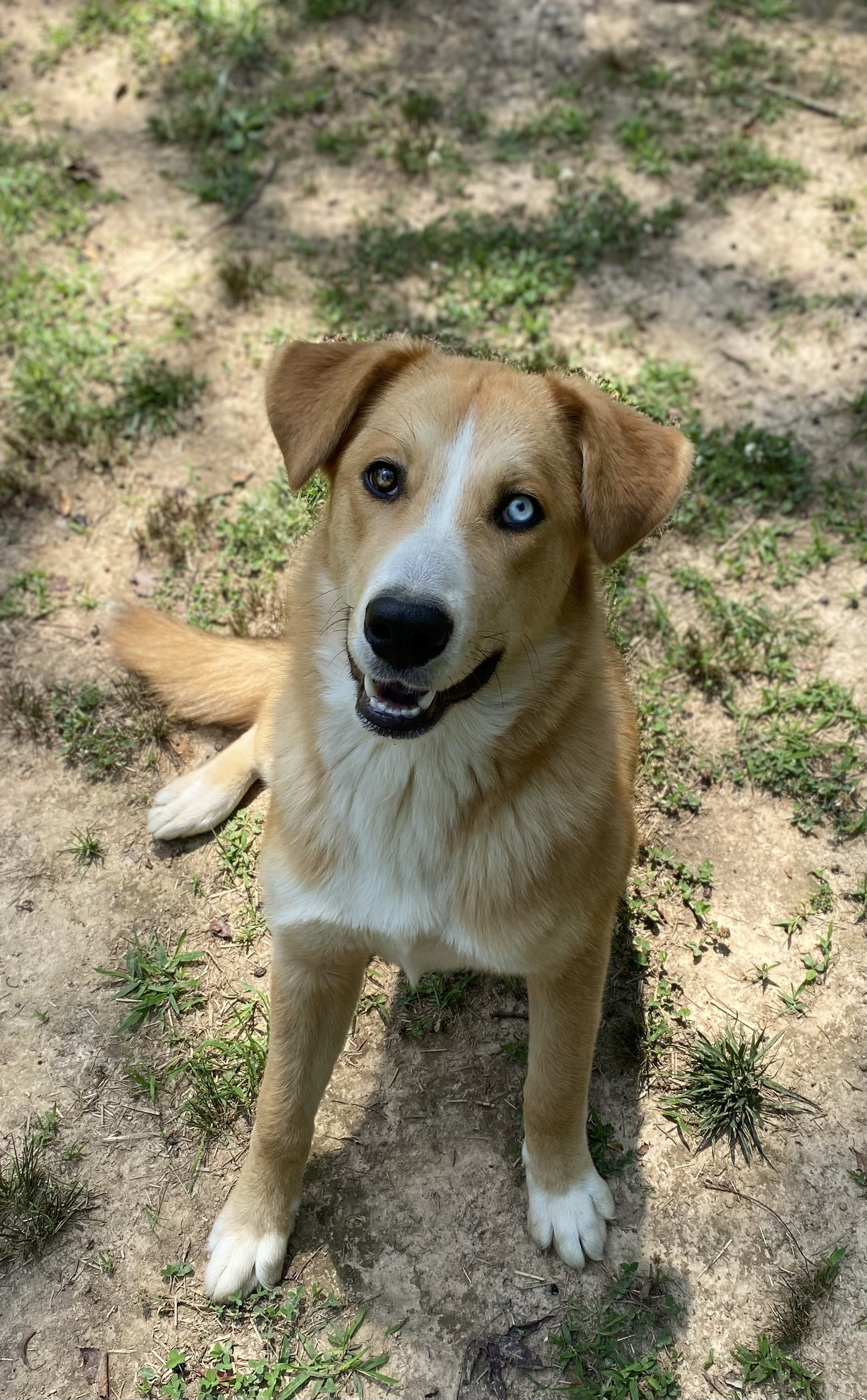 Dog for Adoption - Gabrielle, a German Shepherd Dog in Lake Tansi, TN ...