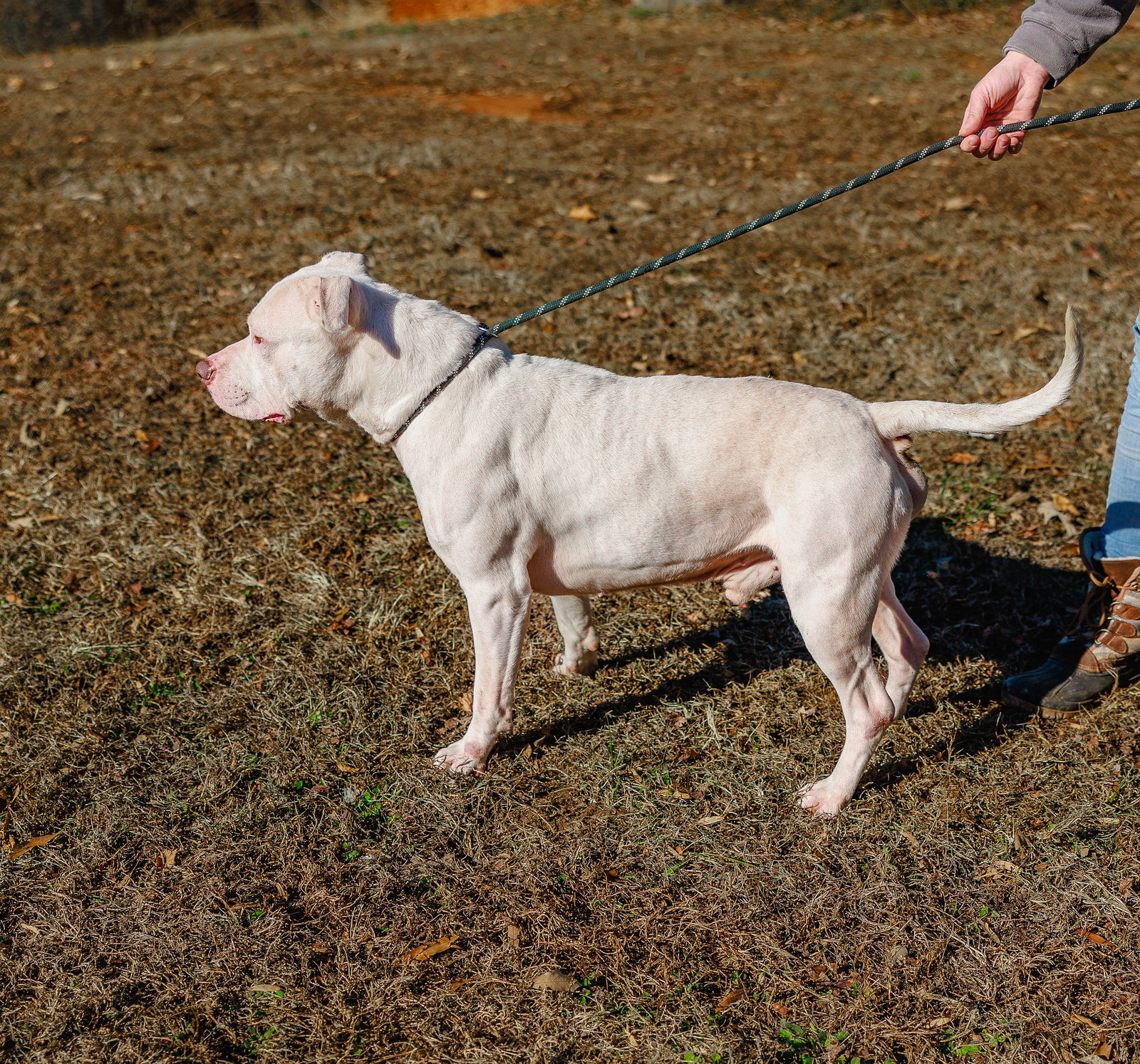 Dog for Adoption - Whitey, a American Pit Bull Terrier in Warren County ...