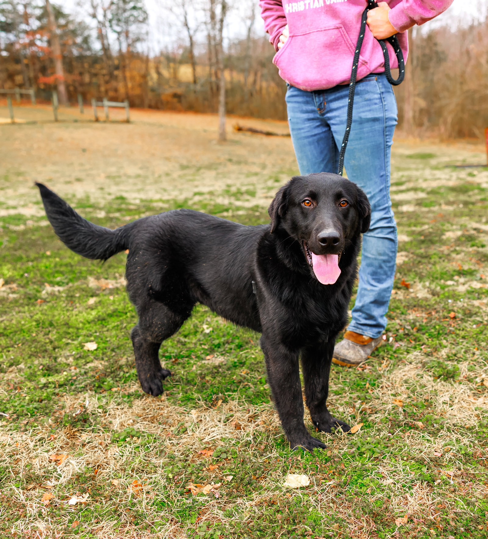 Dog for Adoption - Henry, a Labrador Retriever in Meigs County, TN ...