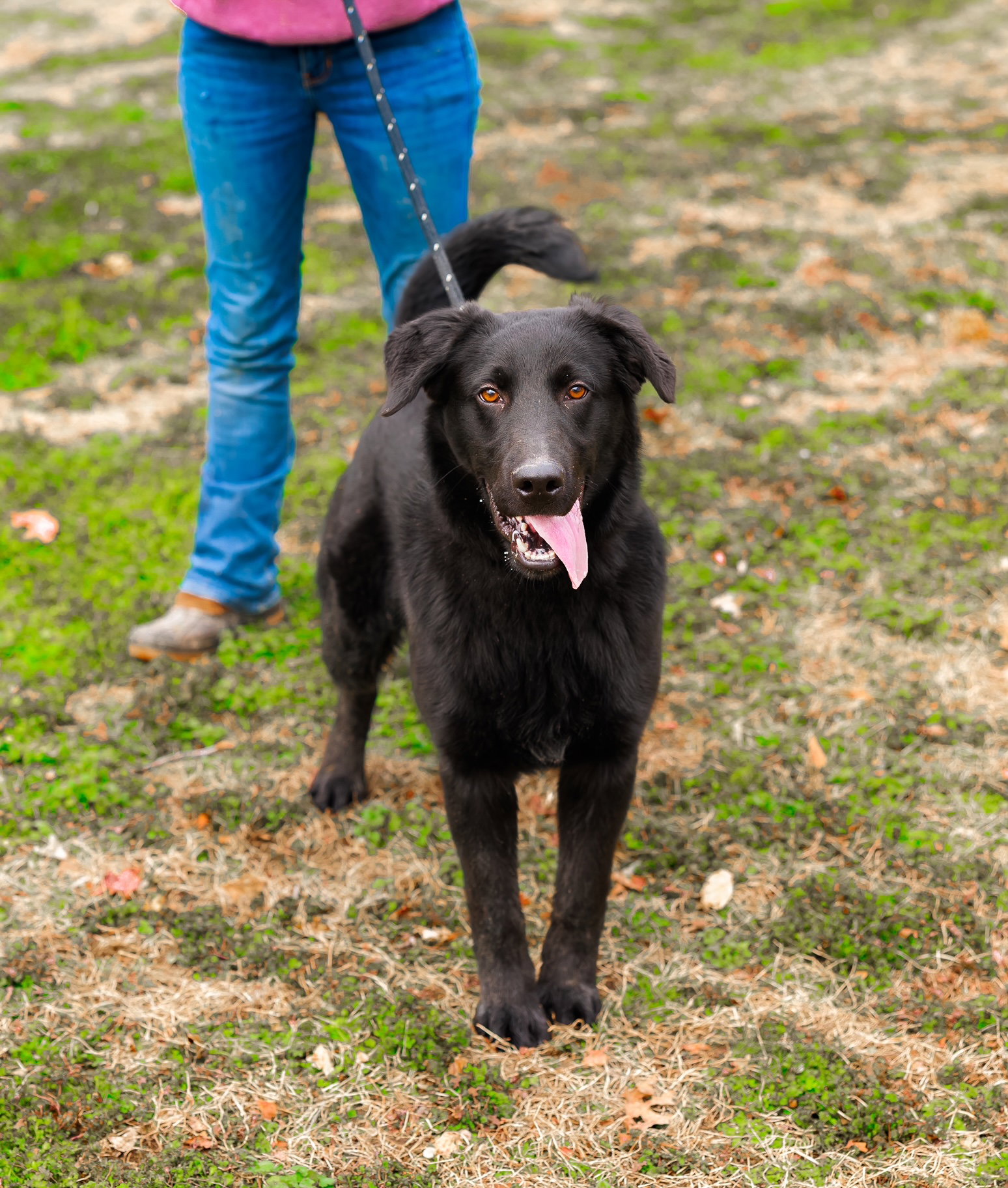 Dog for Adoption - Henry, a Labrador Retriever in Meigs County, TN ...
