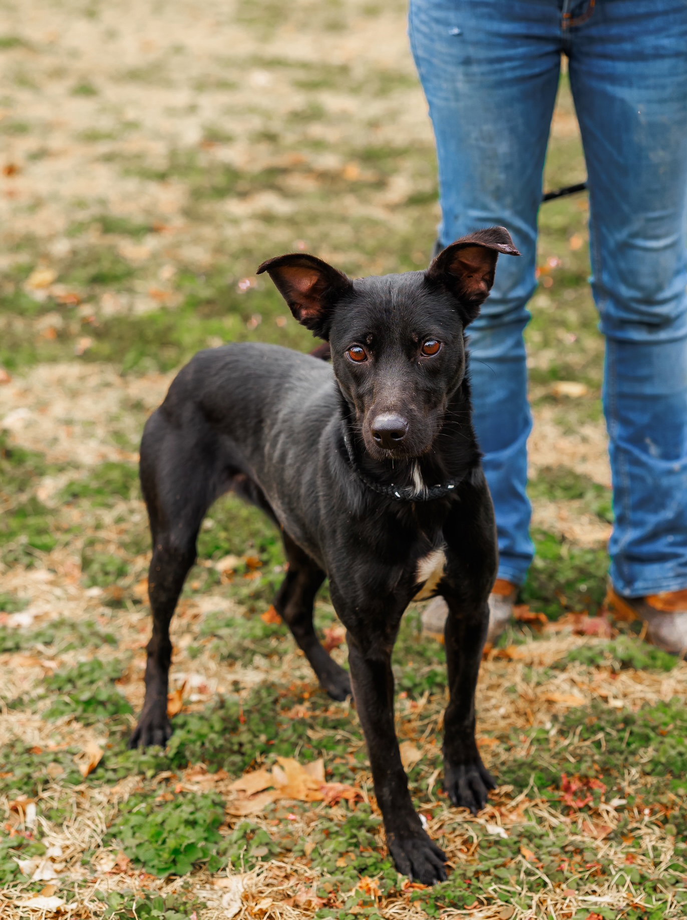 Dog for Adoption - Lydia, a Terrier in Overton County, TN | Alpha Paw