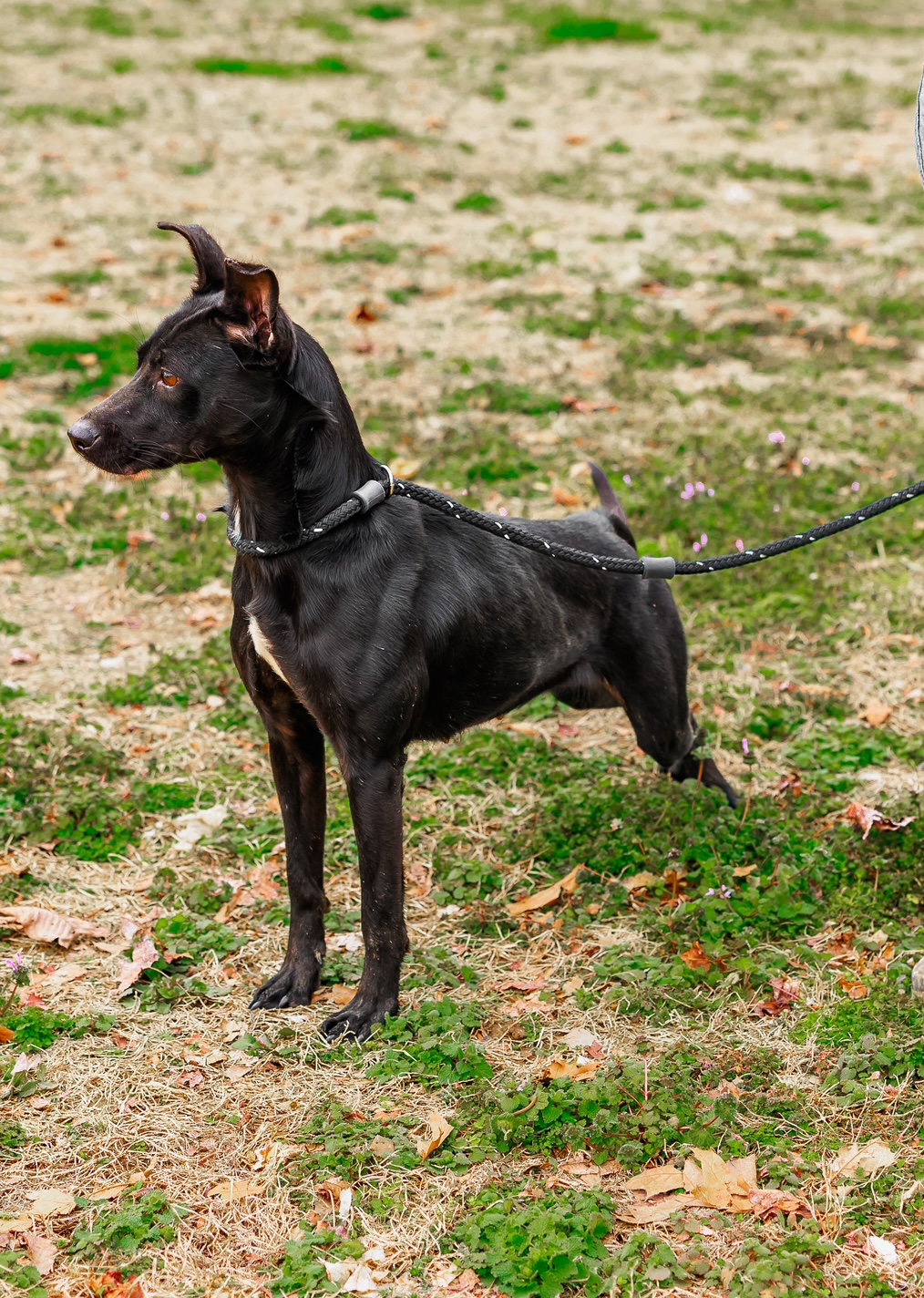 Dog for Adoption - Lydia, a Terrier in Overton County, TN | Alpha Paw