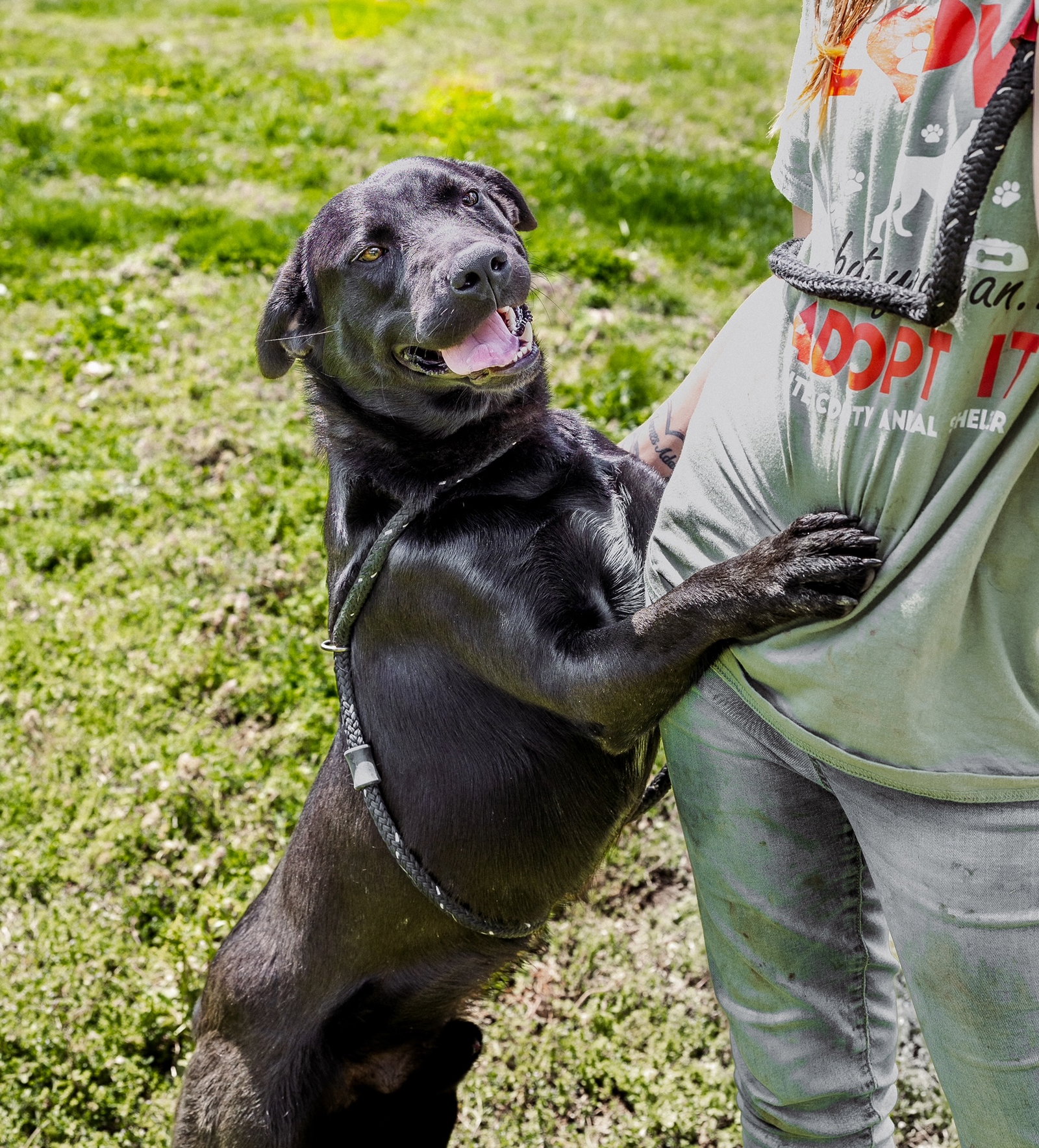 Dog for Adoption - Colt, a Labrador Retriever in Smith County, TN ...