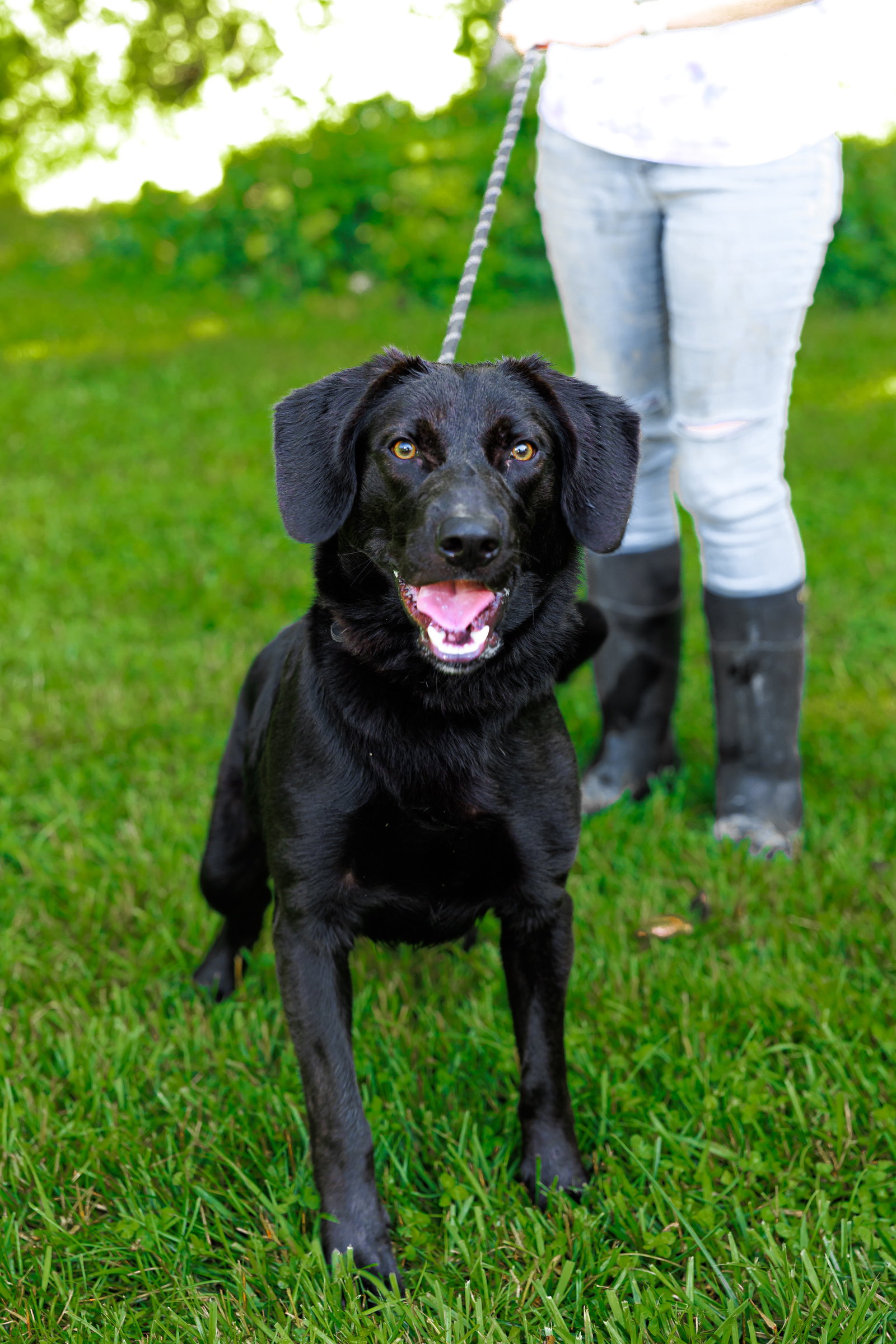 Dog for Adoption - Jack, a Labrador Retriever in Meigs County, TN ...
