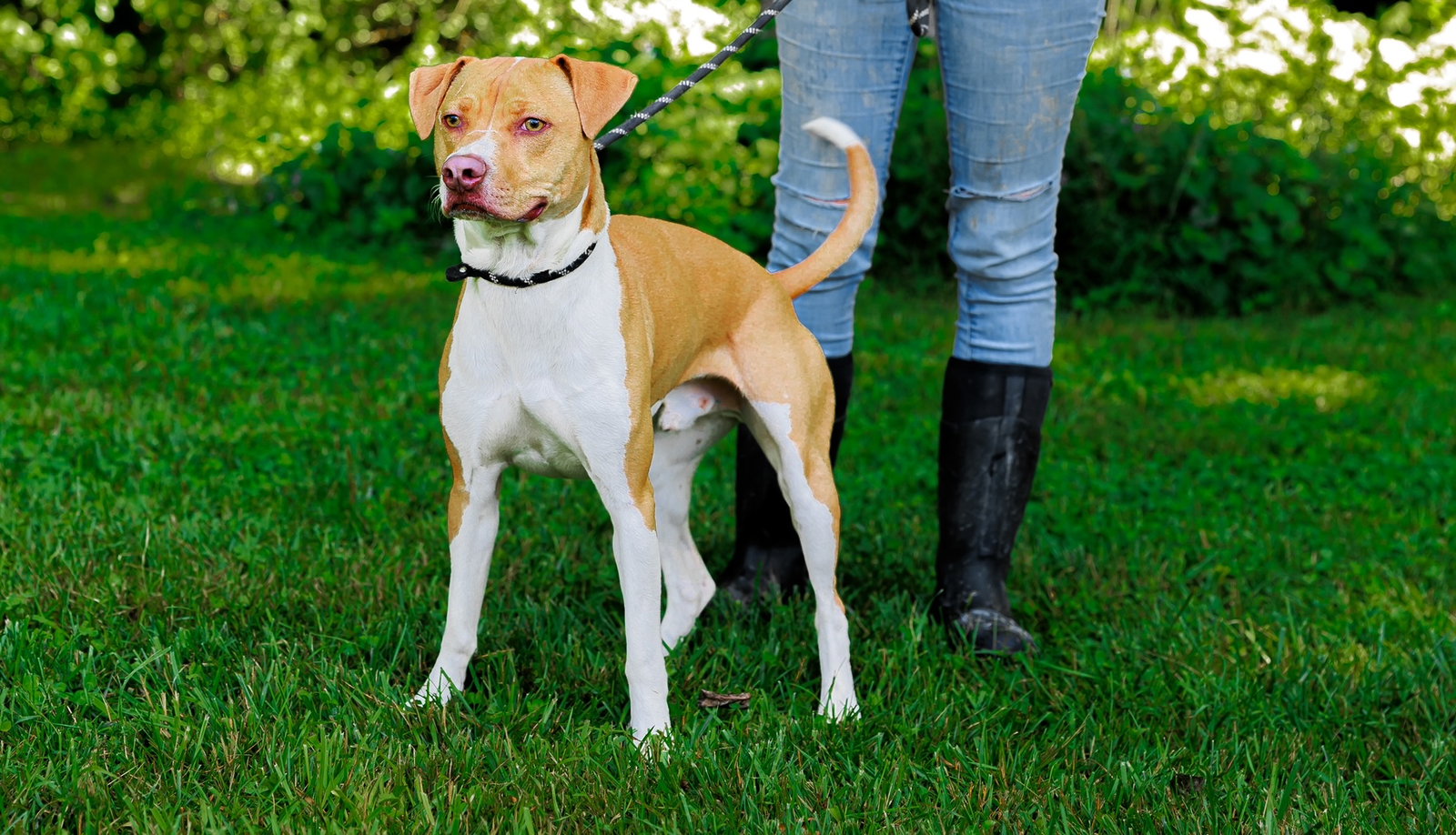 Dog For Adoption Rugar A Staffordshire Bull Terrier In Grimsley TN dog-for-adoption-rugar-a-staffordshire-bull-terrier-in-grimsley-tn