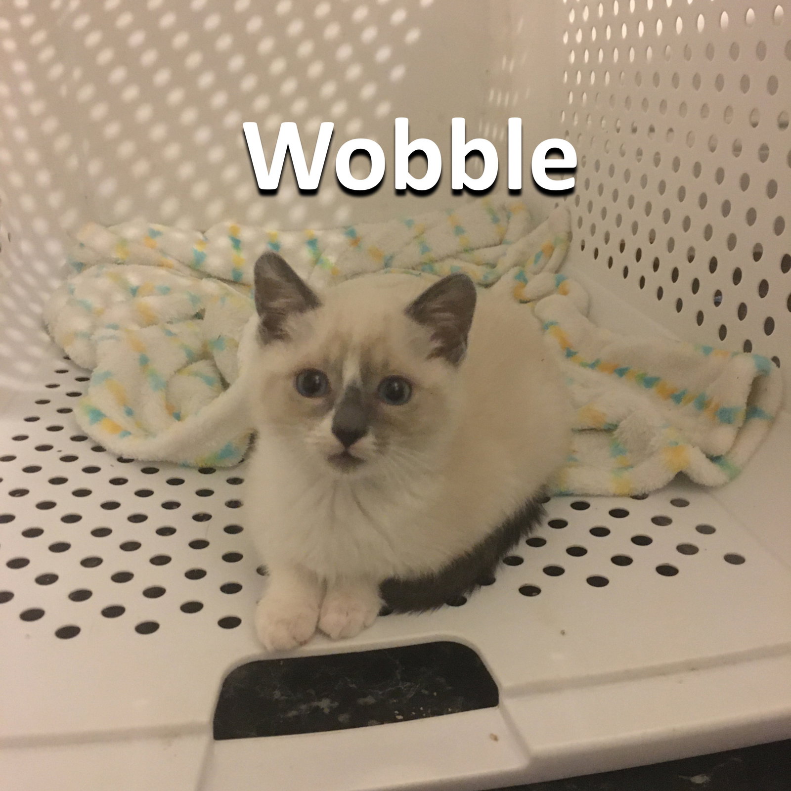 Wobble's Web Page