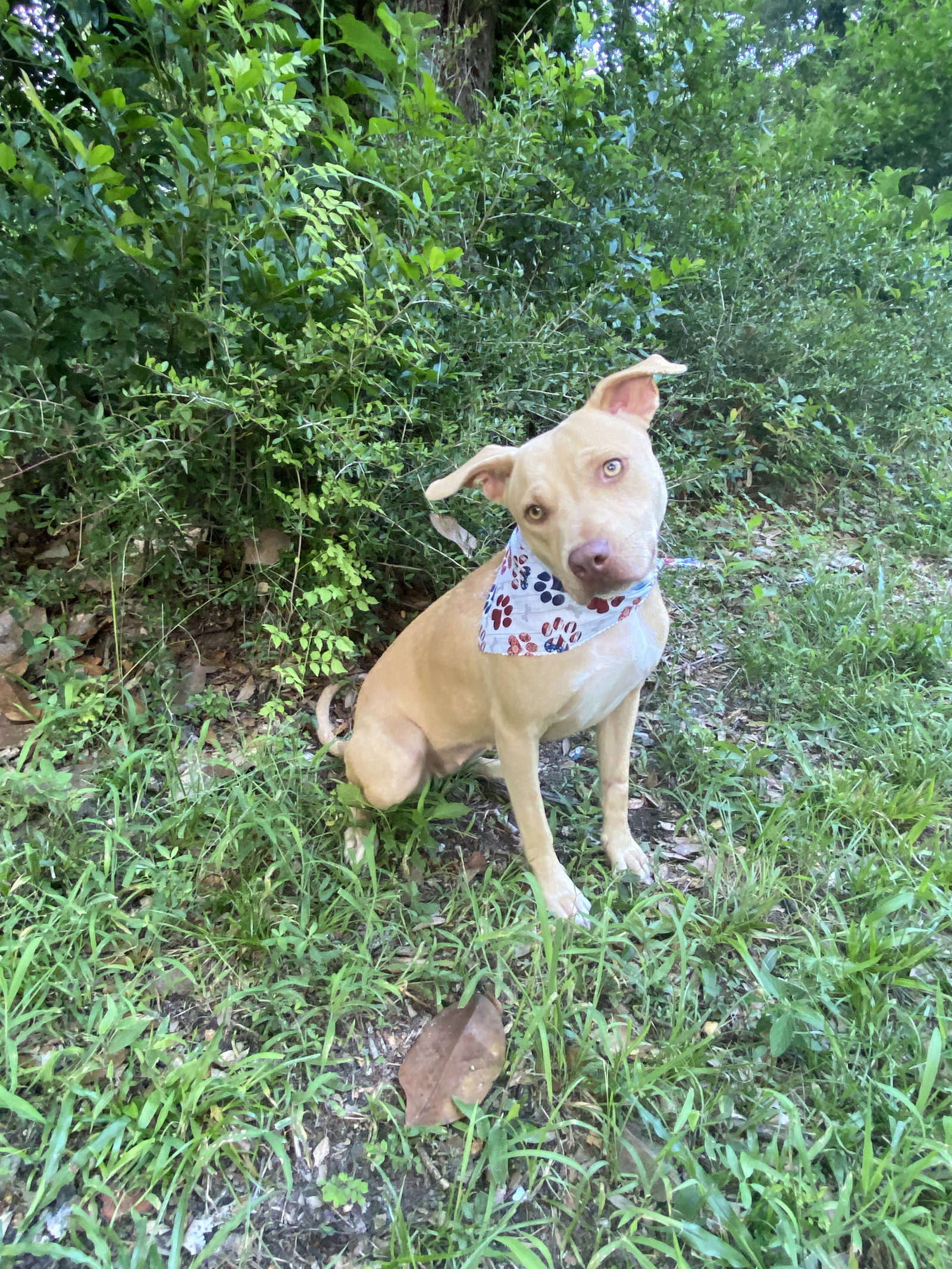 Dog for Adoption - Darby (7/22), a American Pit Bull Terrier in ...