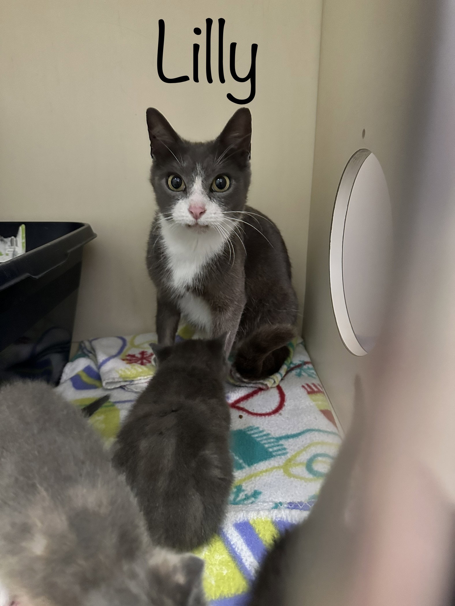 Cats for Adoption in Moss Point, Mississippi | Alpha Paw