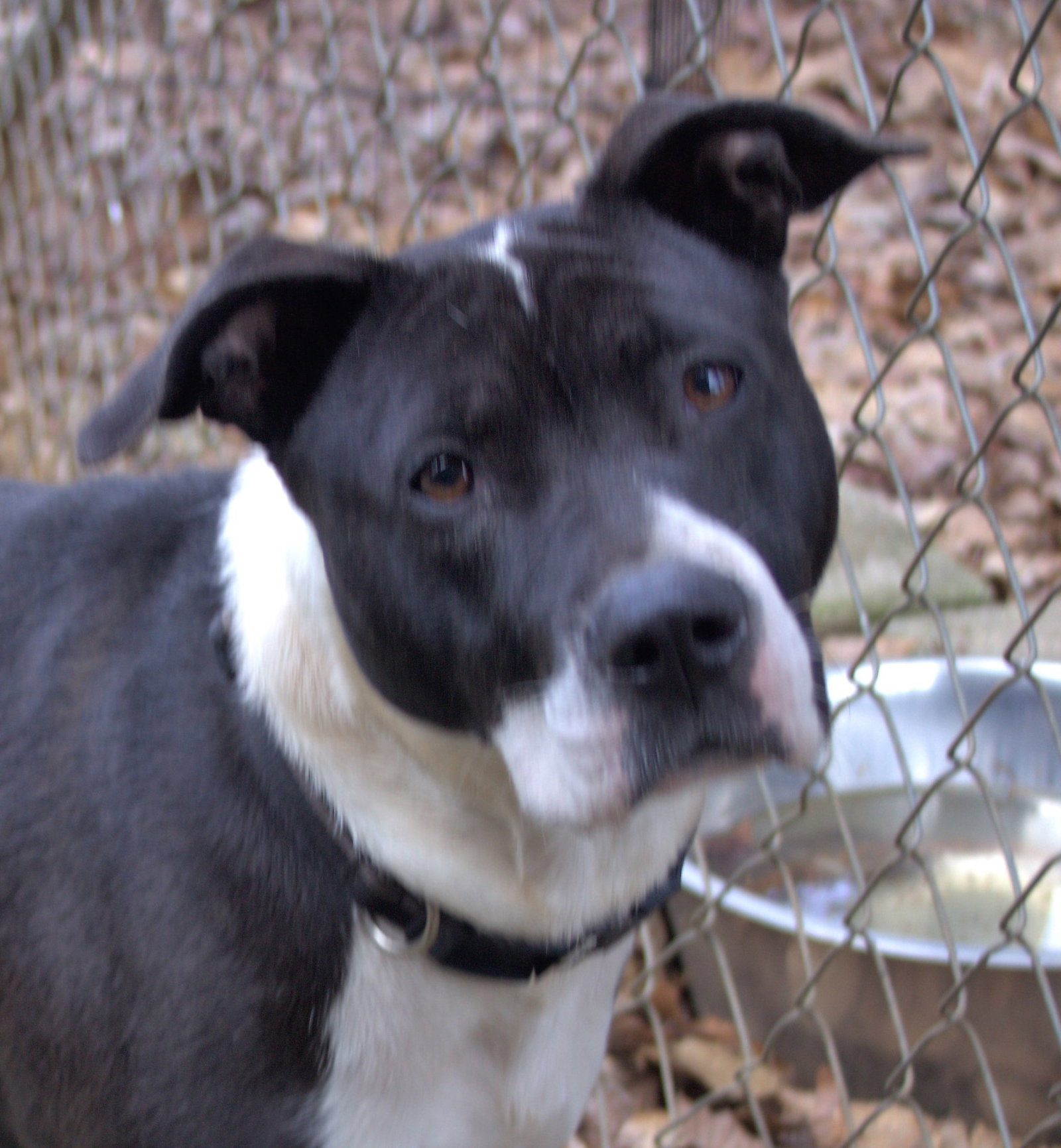 Dog for Adoption - Buddy Nate, a Border Collie in Griffin, GA | Alpha Paw