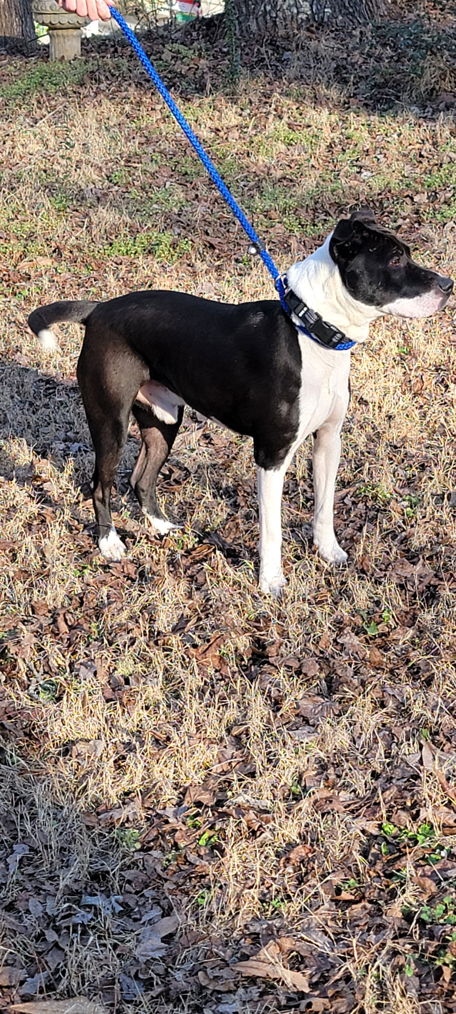 Dog for Adoption - Buddy Nate, a Border Collie in Griffin, GA | Alpha Paw