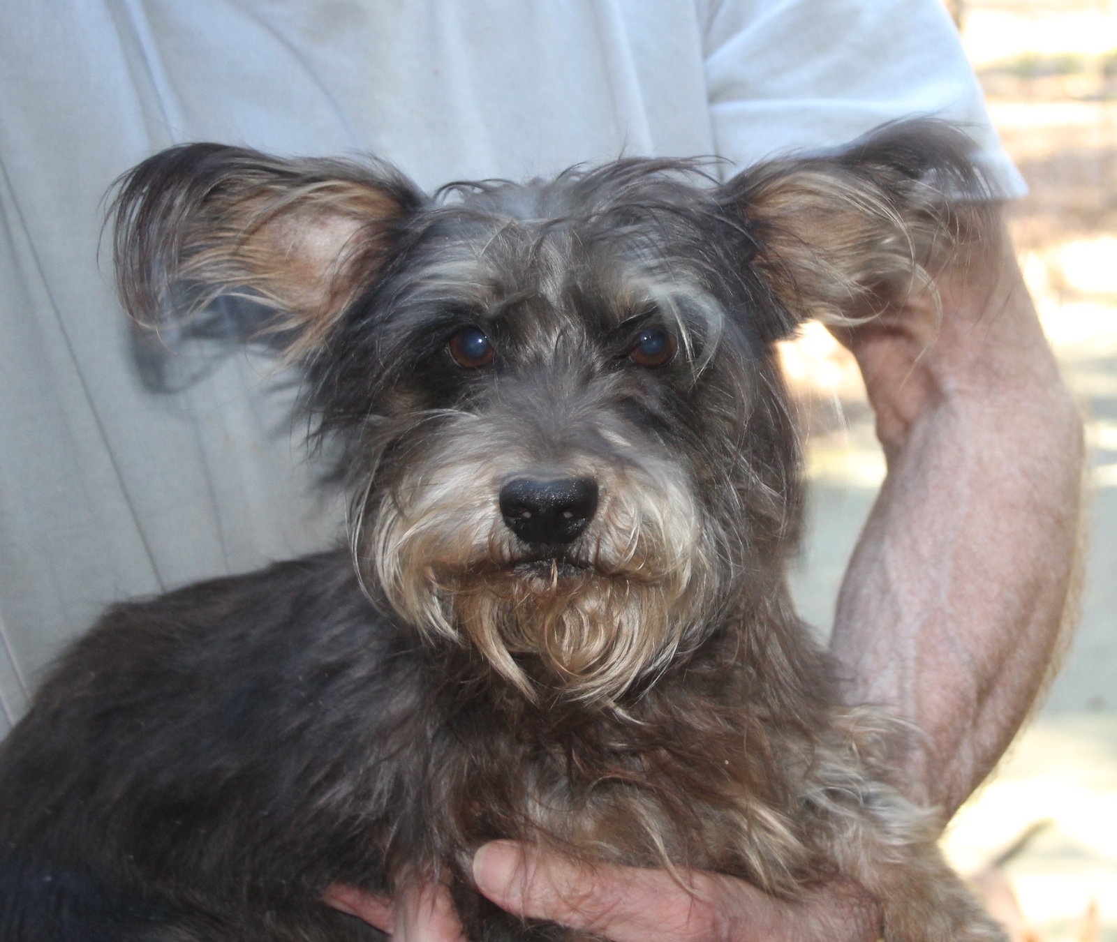Dog for Adoption - Sparky Eugene, a Miniature Schnauzer in Newnan, GA ...