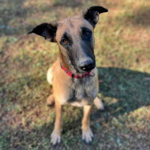 Dog for Adoption - Mally, a Belgian Shepherd Malinois in Berry, AL ...